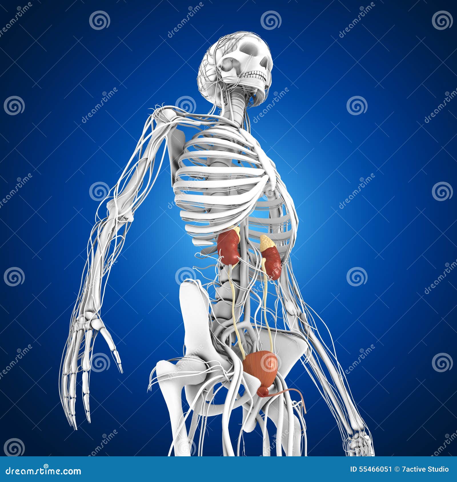 Kidneys stock illustration. Illustration of brain, kidney - 55466051