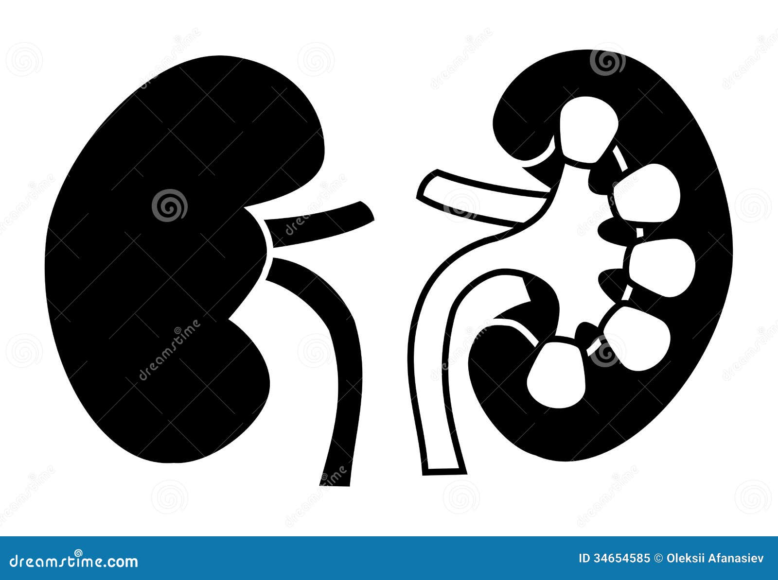 Kidneys stock vector. Illustration of health, biology - 34654585