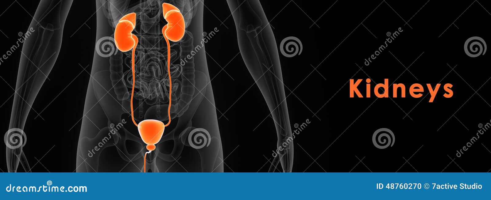 Kidneys stock illustration. Illustration of diagram, organ - 48760270