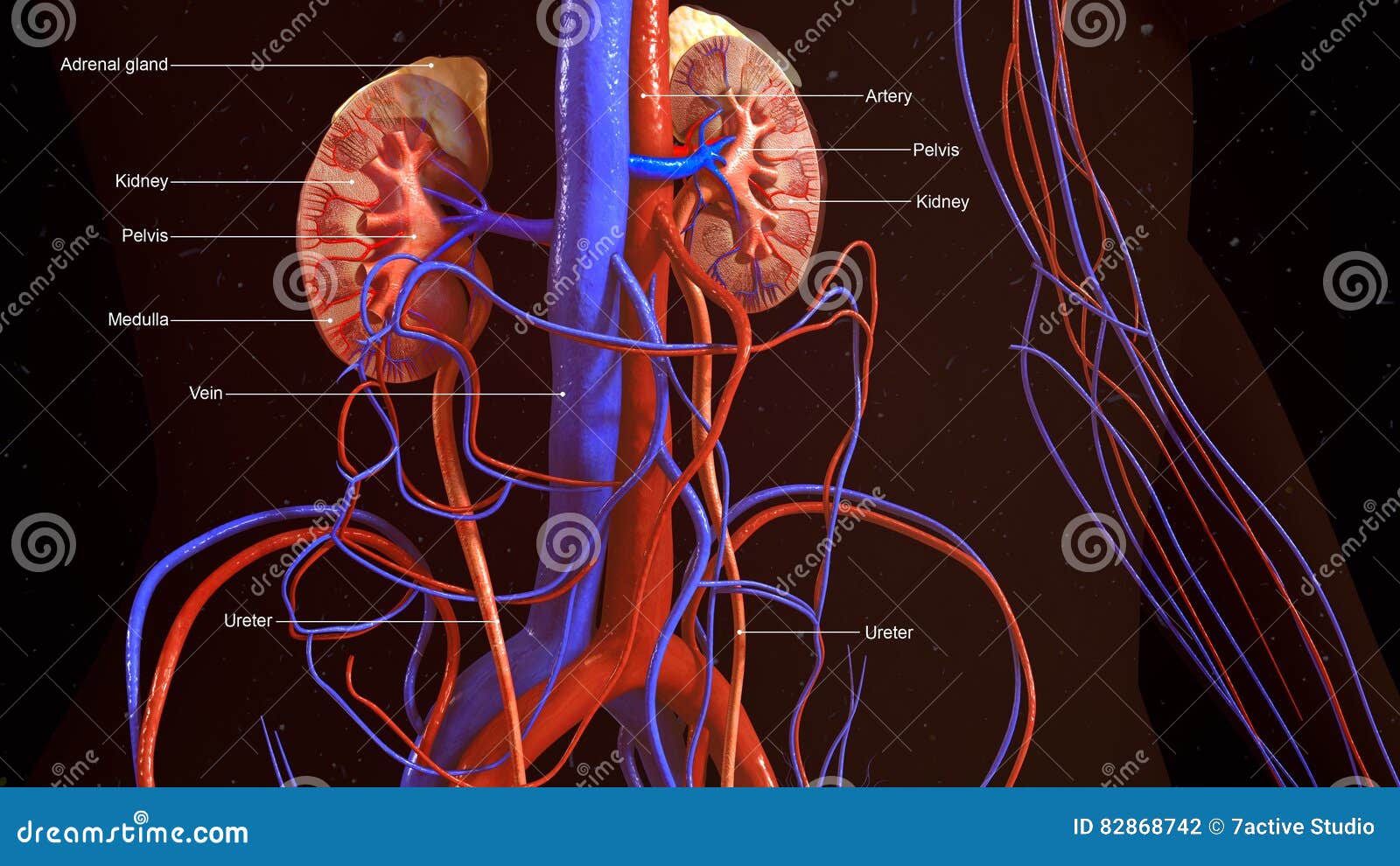 Kidneys stock illustration. Illustration of education - 82868742