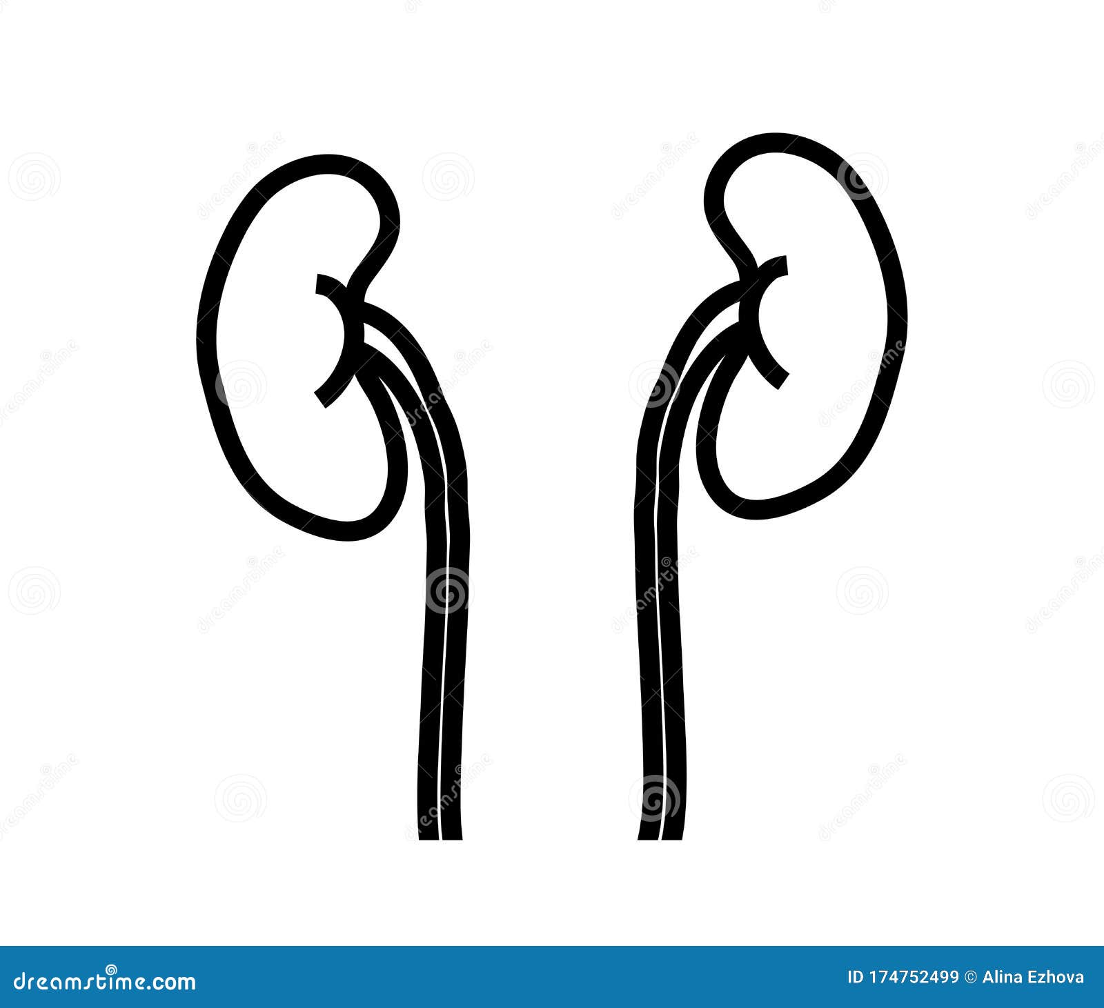 Silhouette Man Kidneys Anatomy Body Cartoon Vector | CartoonDealer.com ...