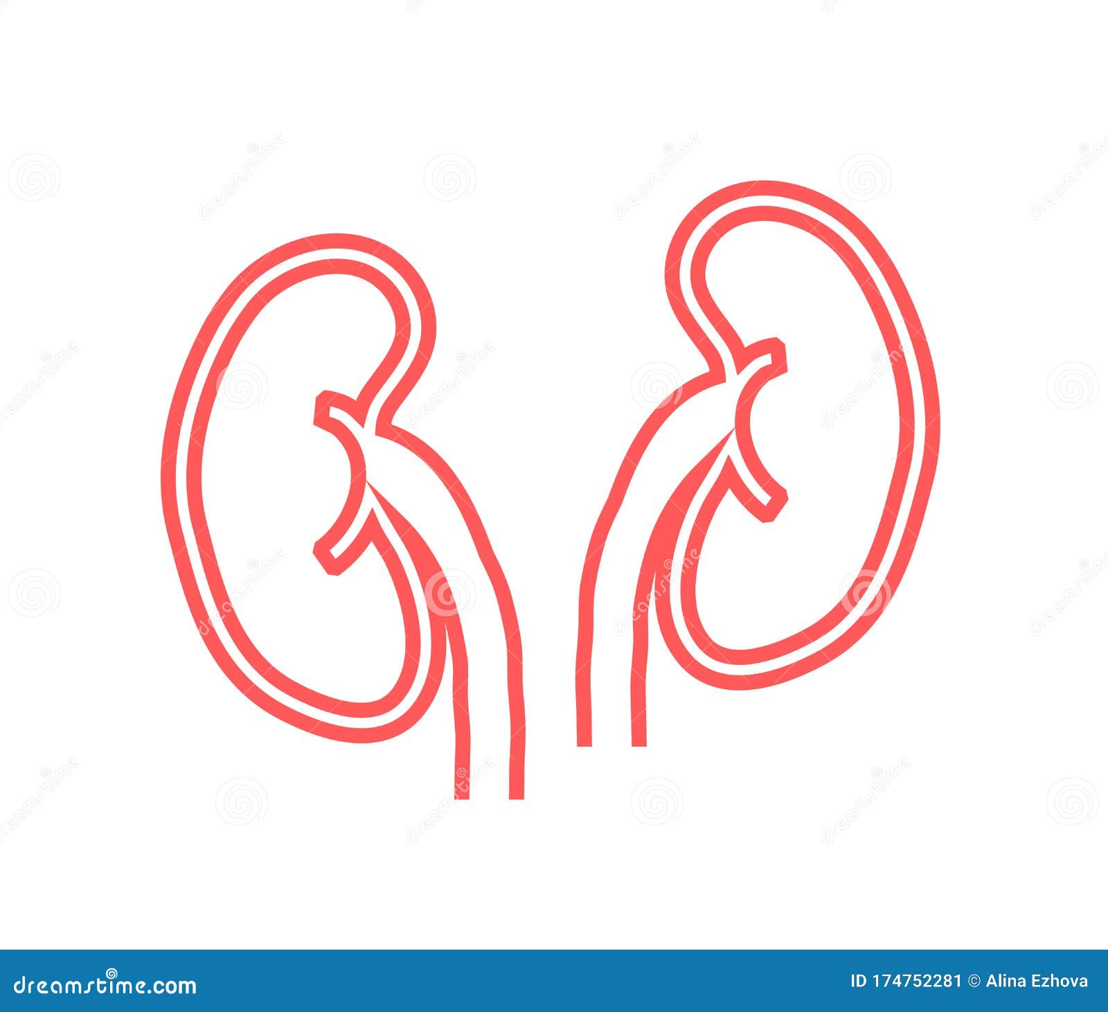 Silhouette Man Kidneys Anatomy Body Cartoon Vector | CartoonDealer.com ...