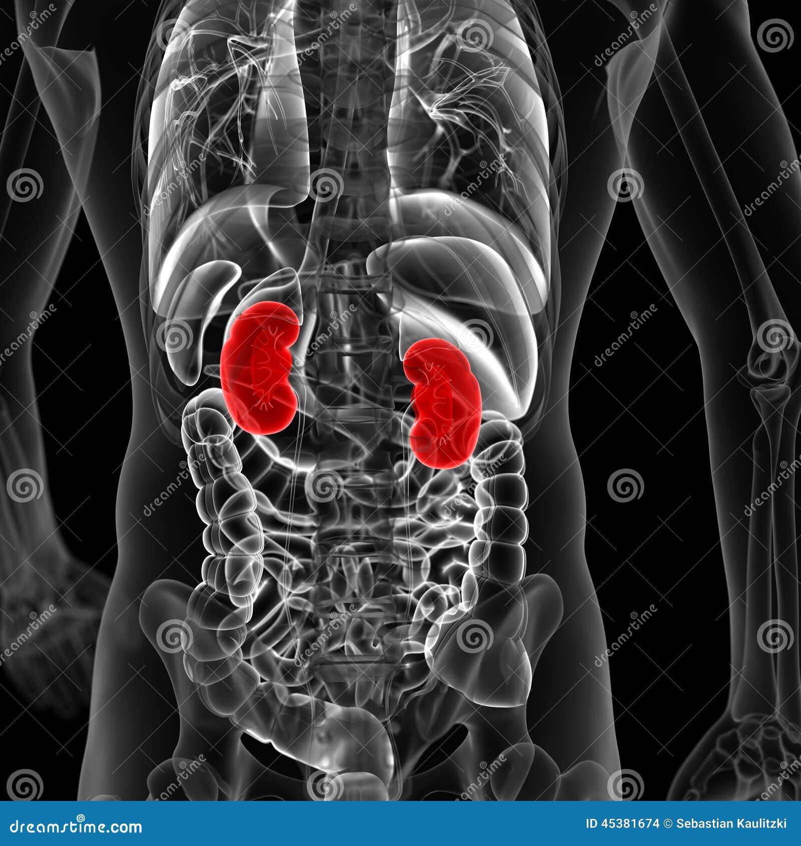 The kidneys stock illustration. Illustration of physiology - 45381674