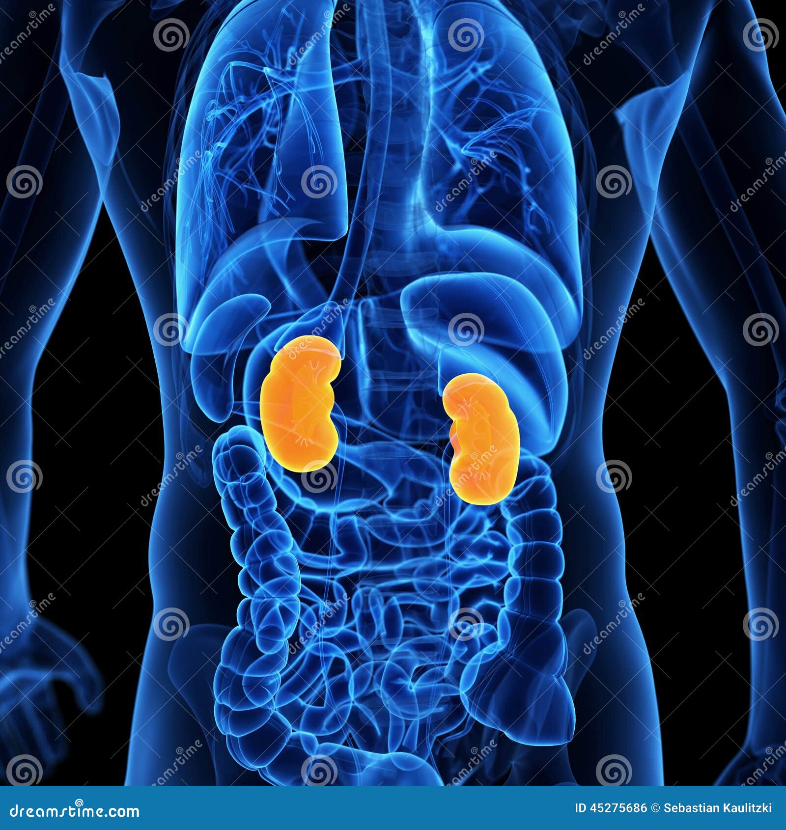 The kidneys stock illustration. Illustration of anatomy - 45275686