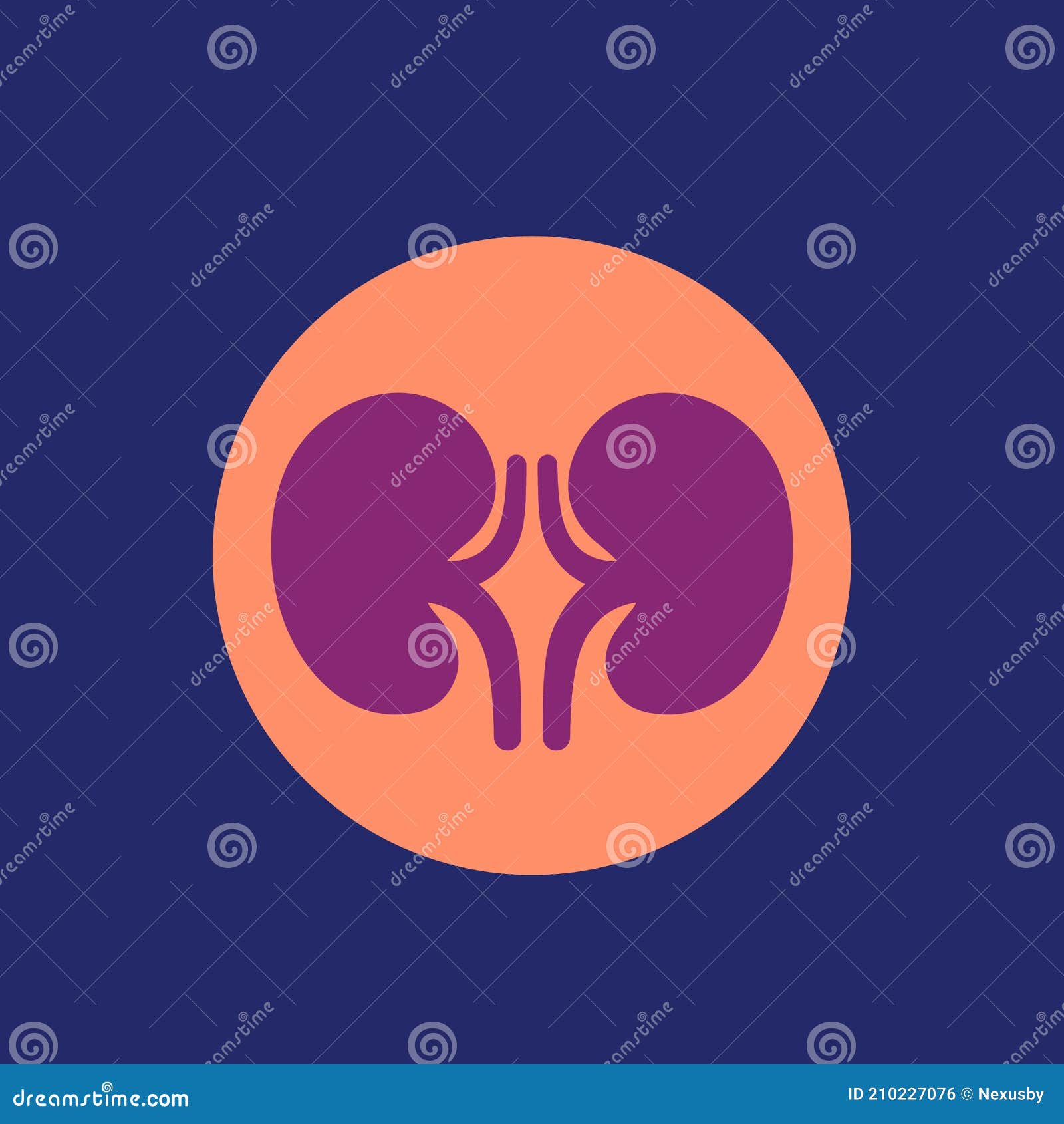 Kidneys and Nephrology Icon, Vector Stock Vector - Illustration of ...