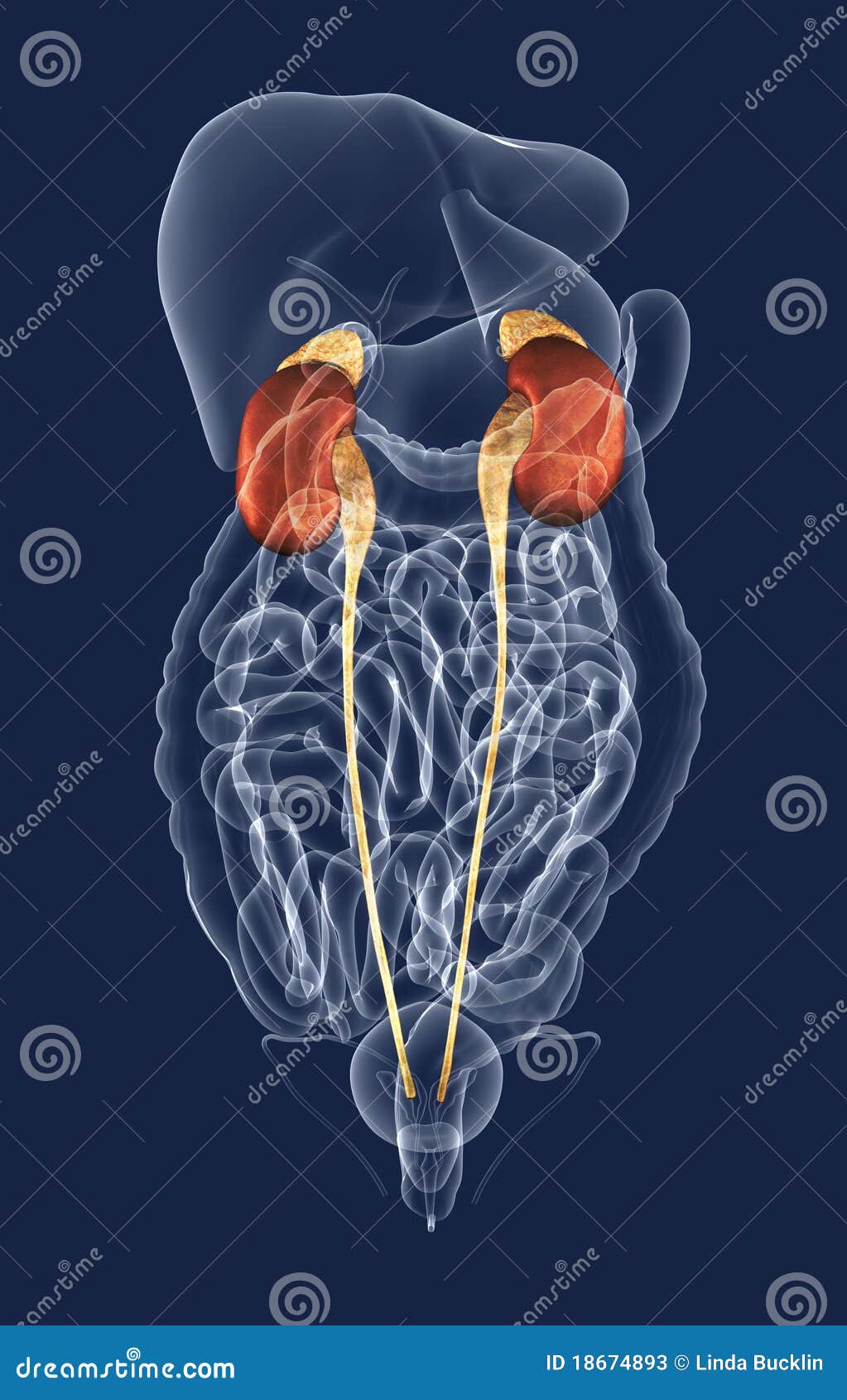 Kidneys in Relation To Other Organs Stock Illustration - Illustration ...