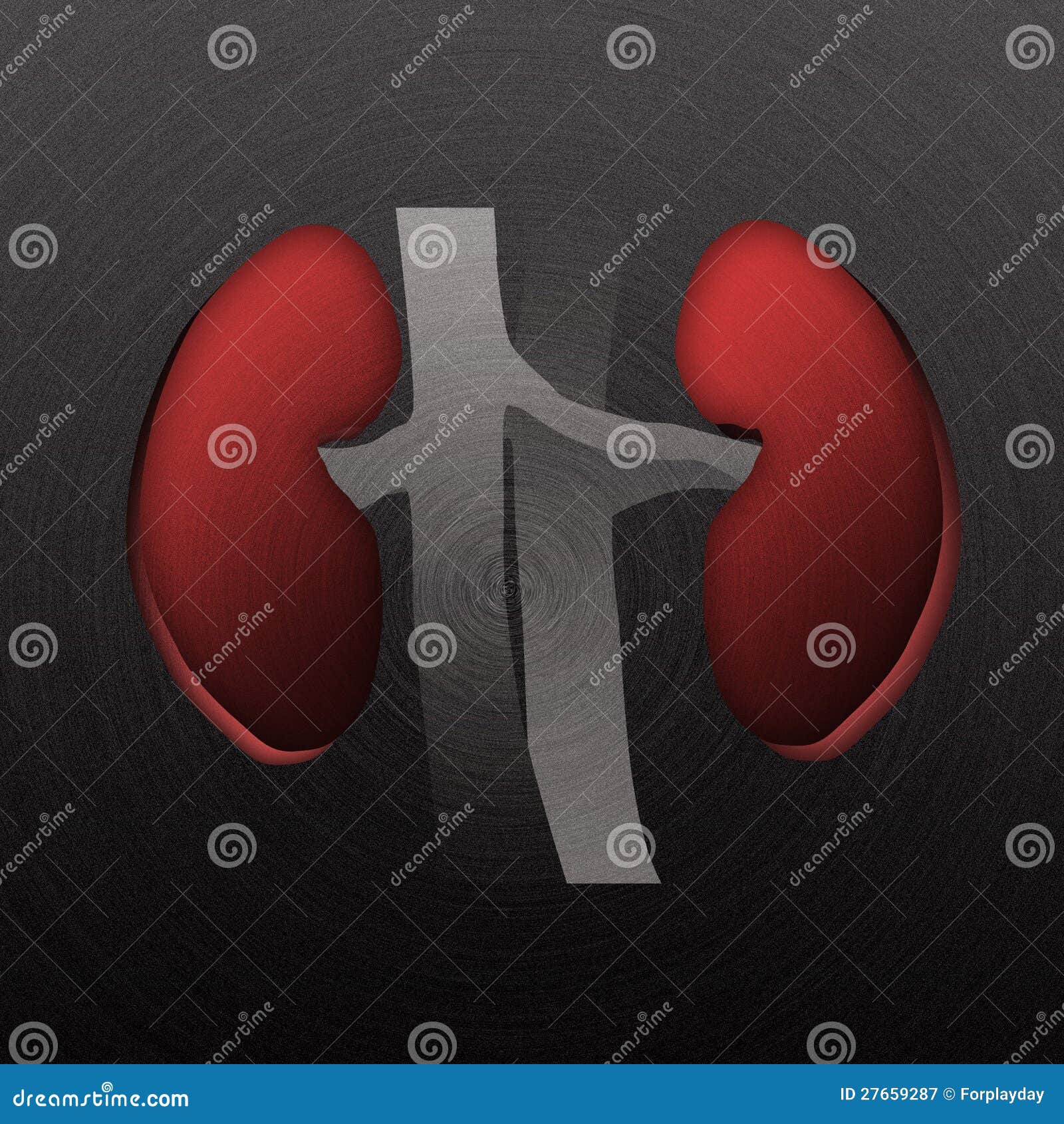 Kidneys, Stamped into Polished Metal Stock Illustration - Illustration ...