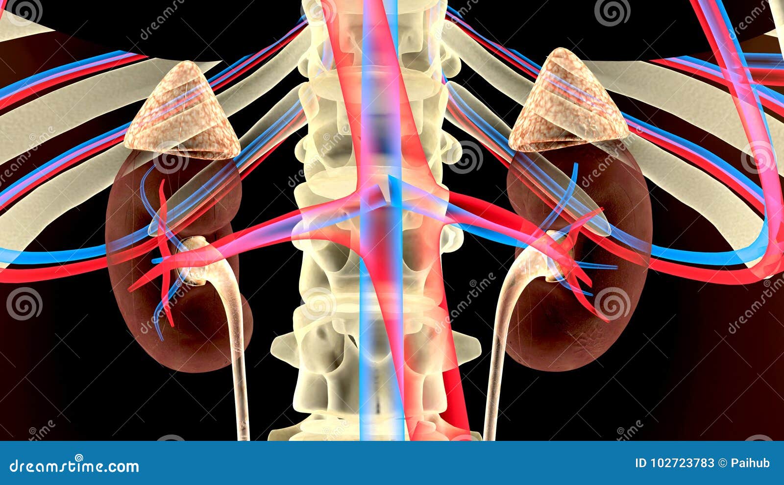 3D Illustration of Urinary System Kidney Organic - Part of Human ...