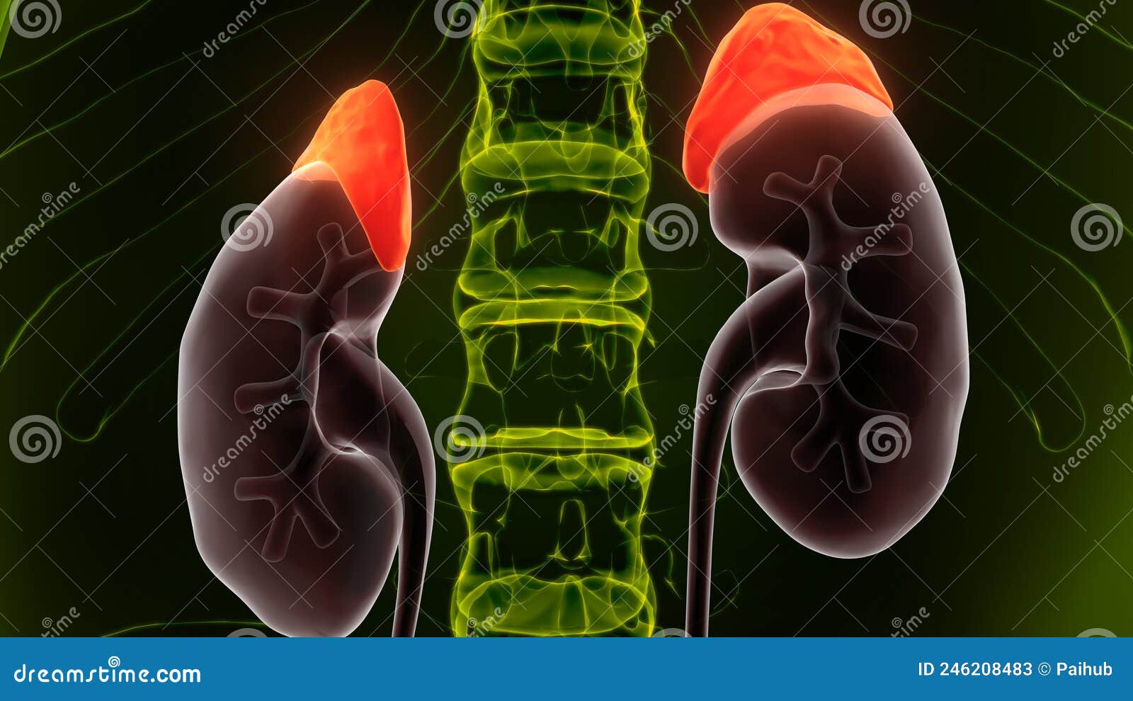 3d Illustration Of Human Kidneys Anatomy Stock Image | CartoonDealer ...