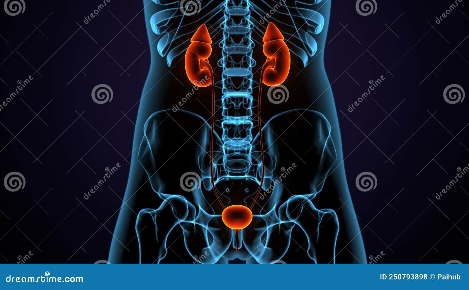 3d Illustration Of Human Body Kindeys Anatomy. Stock Photo ...