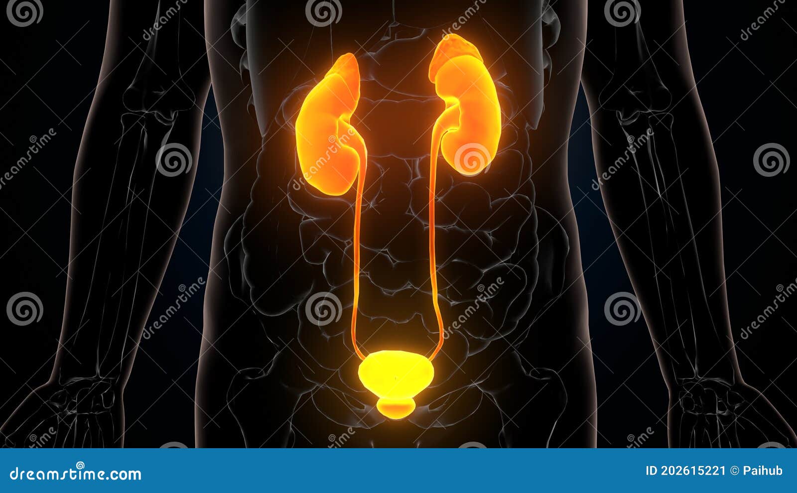 3d Illustration of Human Urinary System Kidneys Anatomy Stock ...