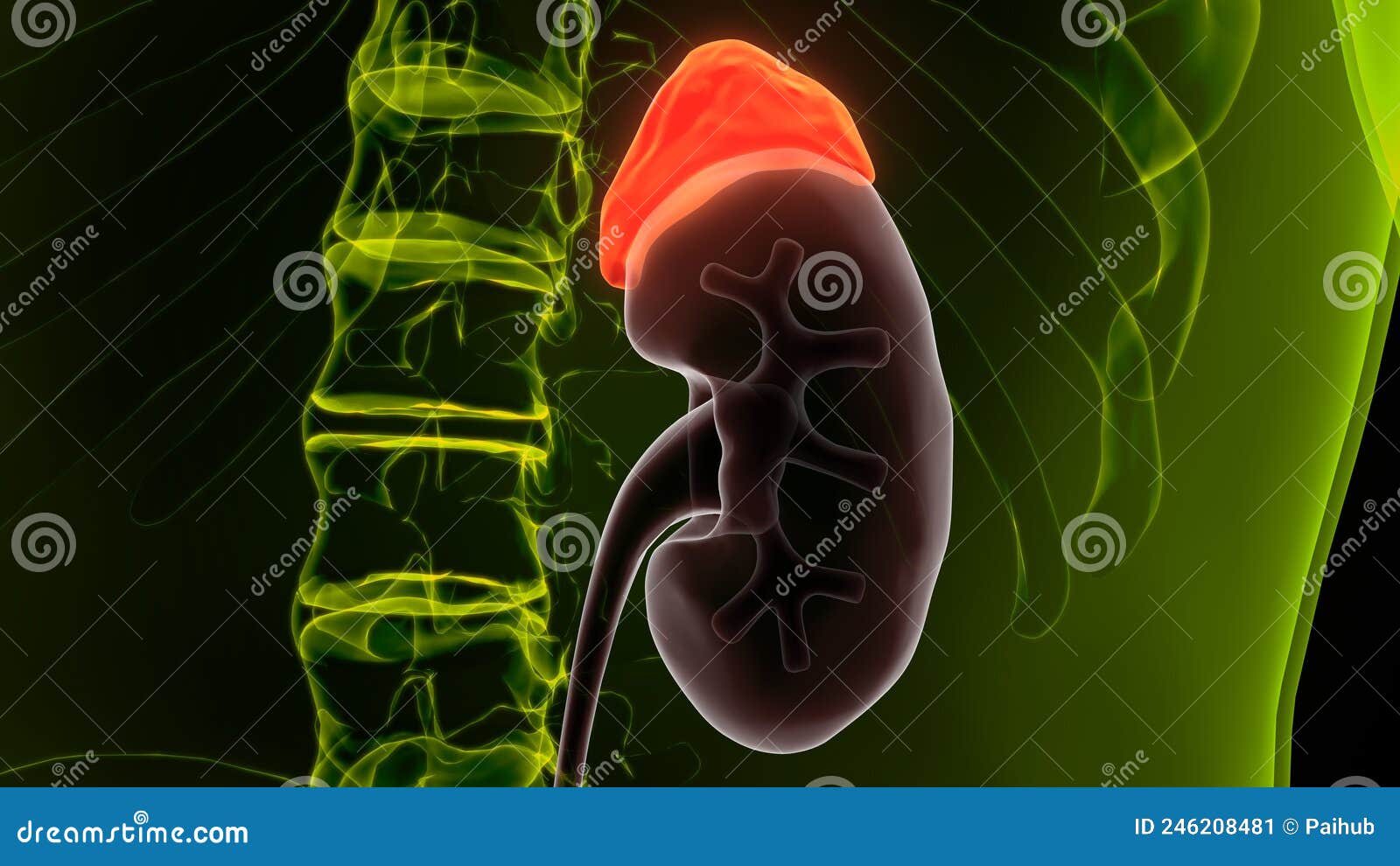3d Illustration of Human Kidneys Anatomy Stock Illustration ...