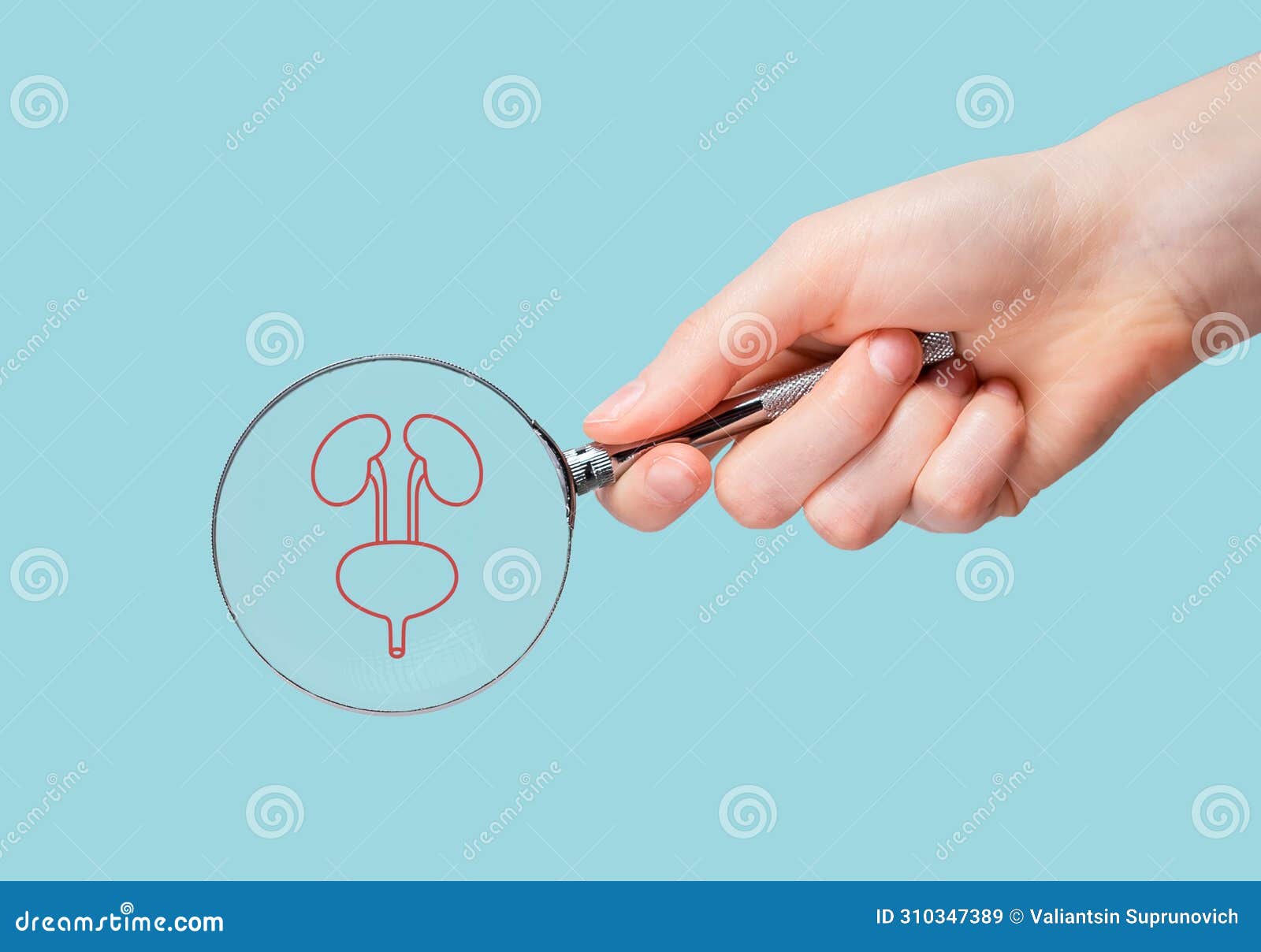 Kidneys and Urinal Bladder, Urinary System, Study through Magnifying ...