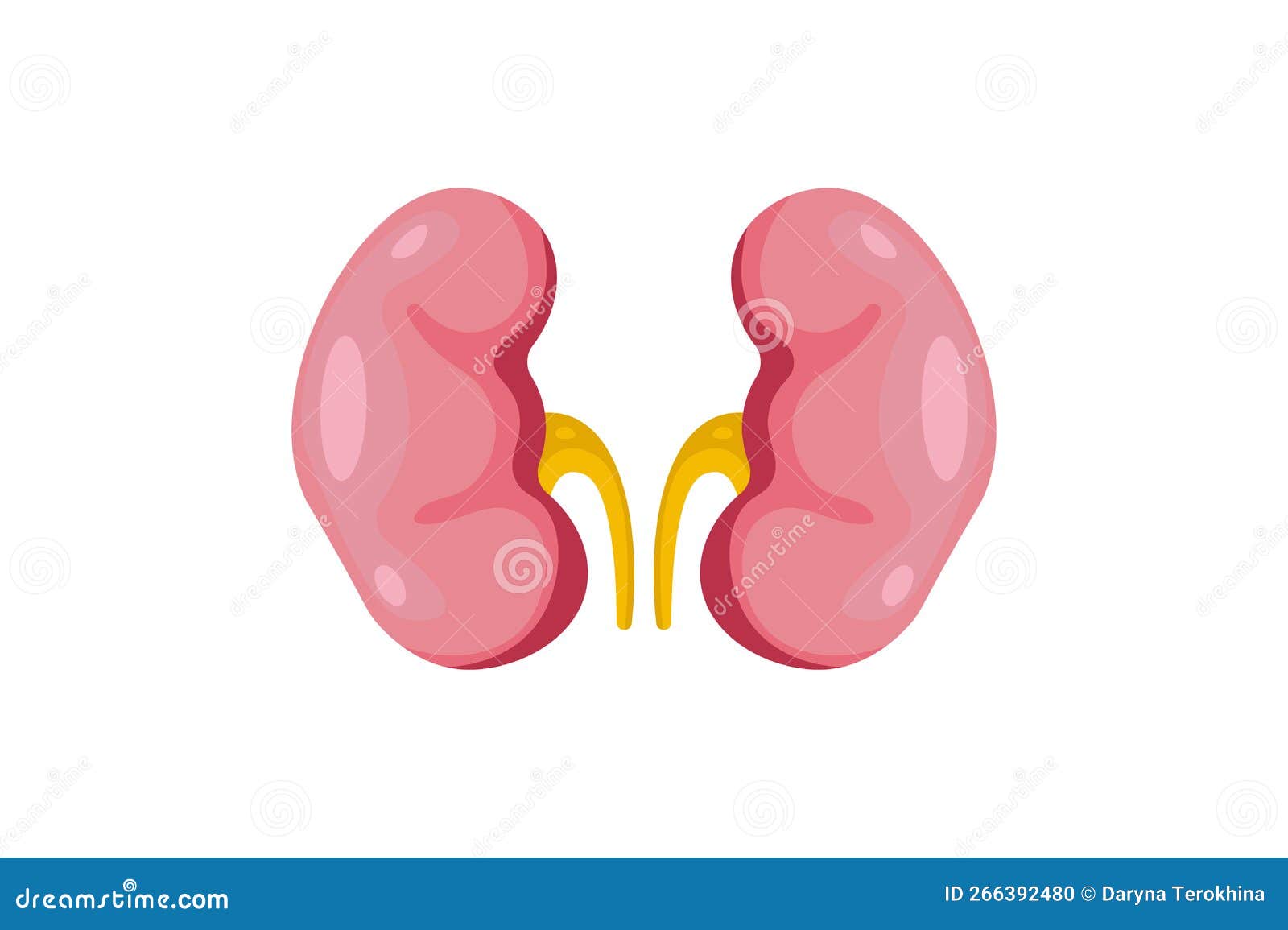 Human Kidneys Anatomy on White Background. Human Internal Organ Icon ...