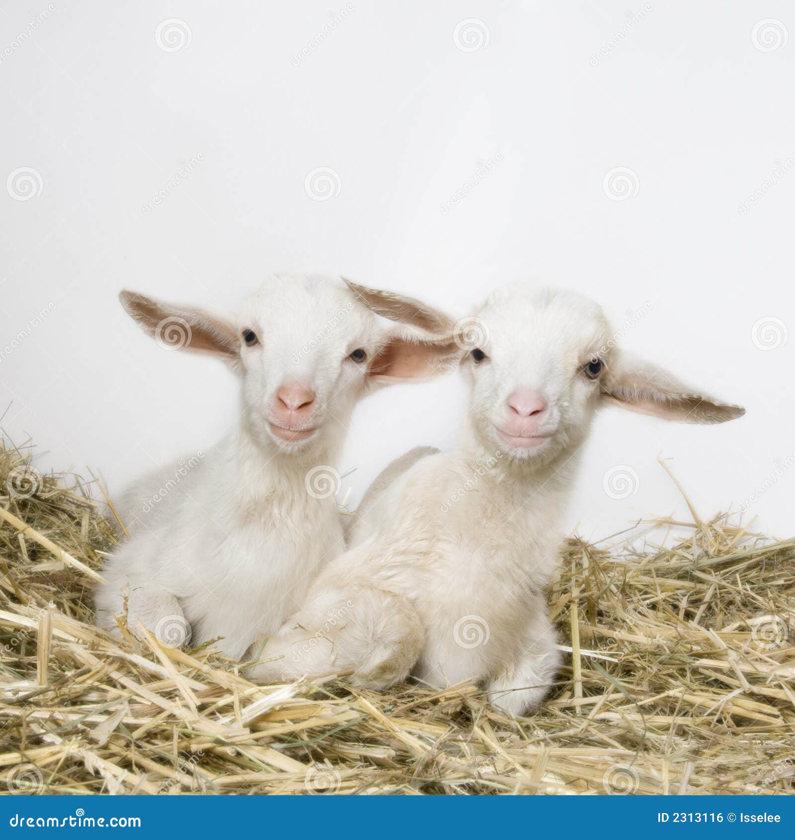 Kids stock photo. Image of farm, twins, caprine, cattle - 2313116