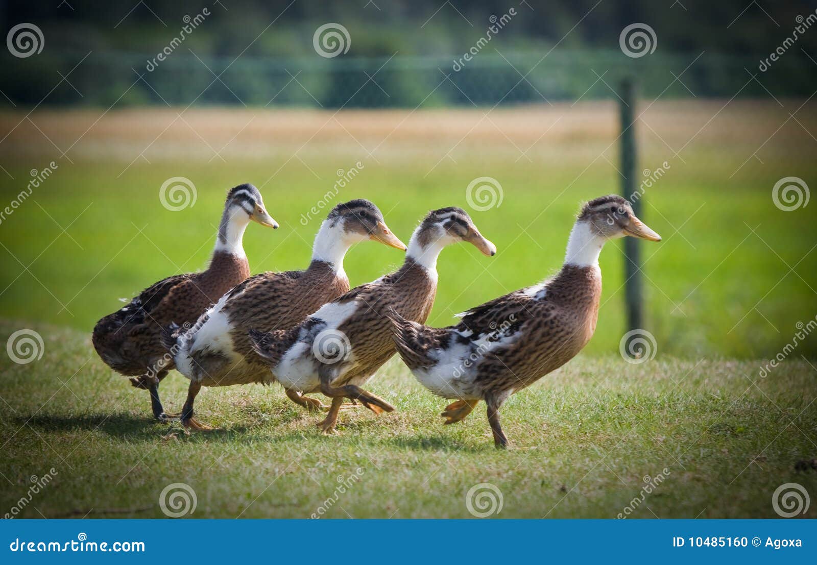 Kids duck stock photo. Image of crossing, loving, animals - 10485160