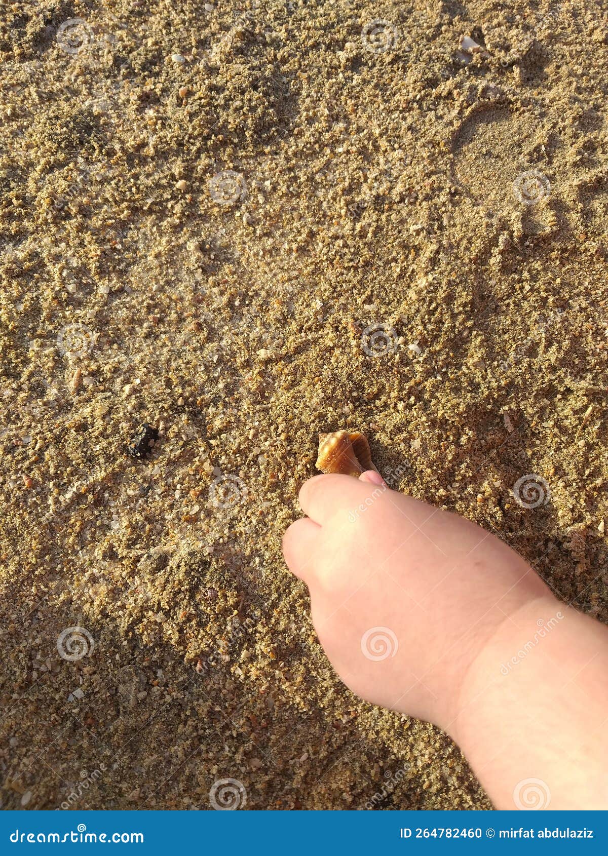 Kids play with shell stock photo. Image of explore, shell - 264782460