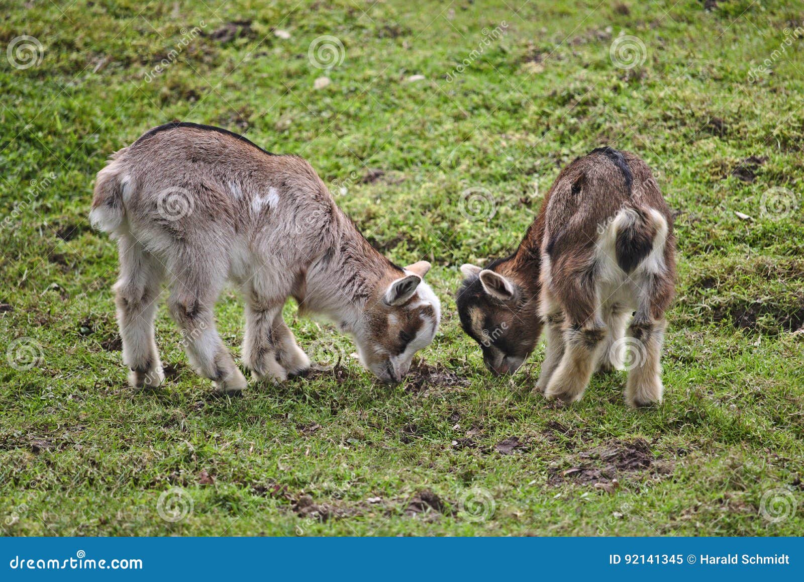 Kids Grazing on a Green Pasture Stock Image - Image of juvenile ...