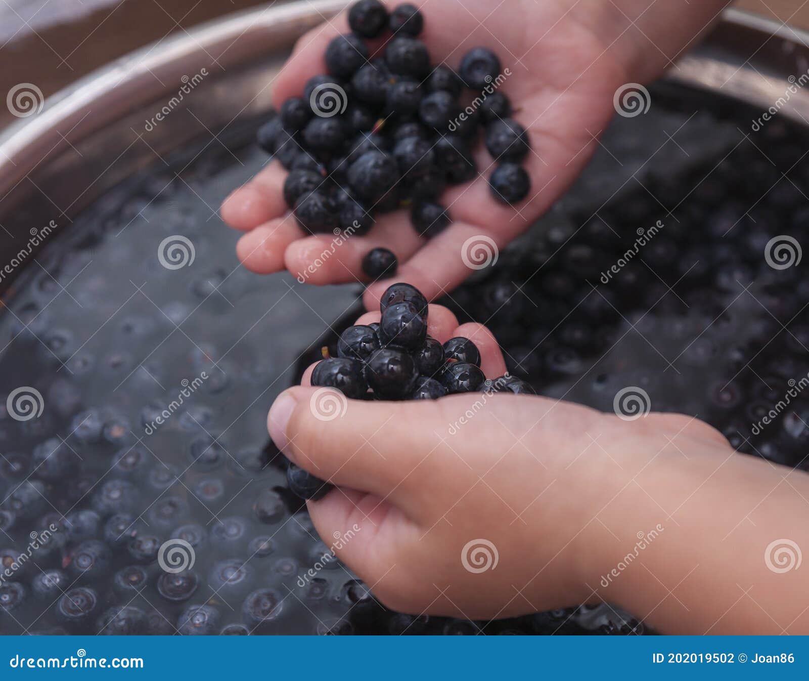Kids Hands Sorting Blueberries Floating in Water Stock Photo - Image of ...