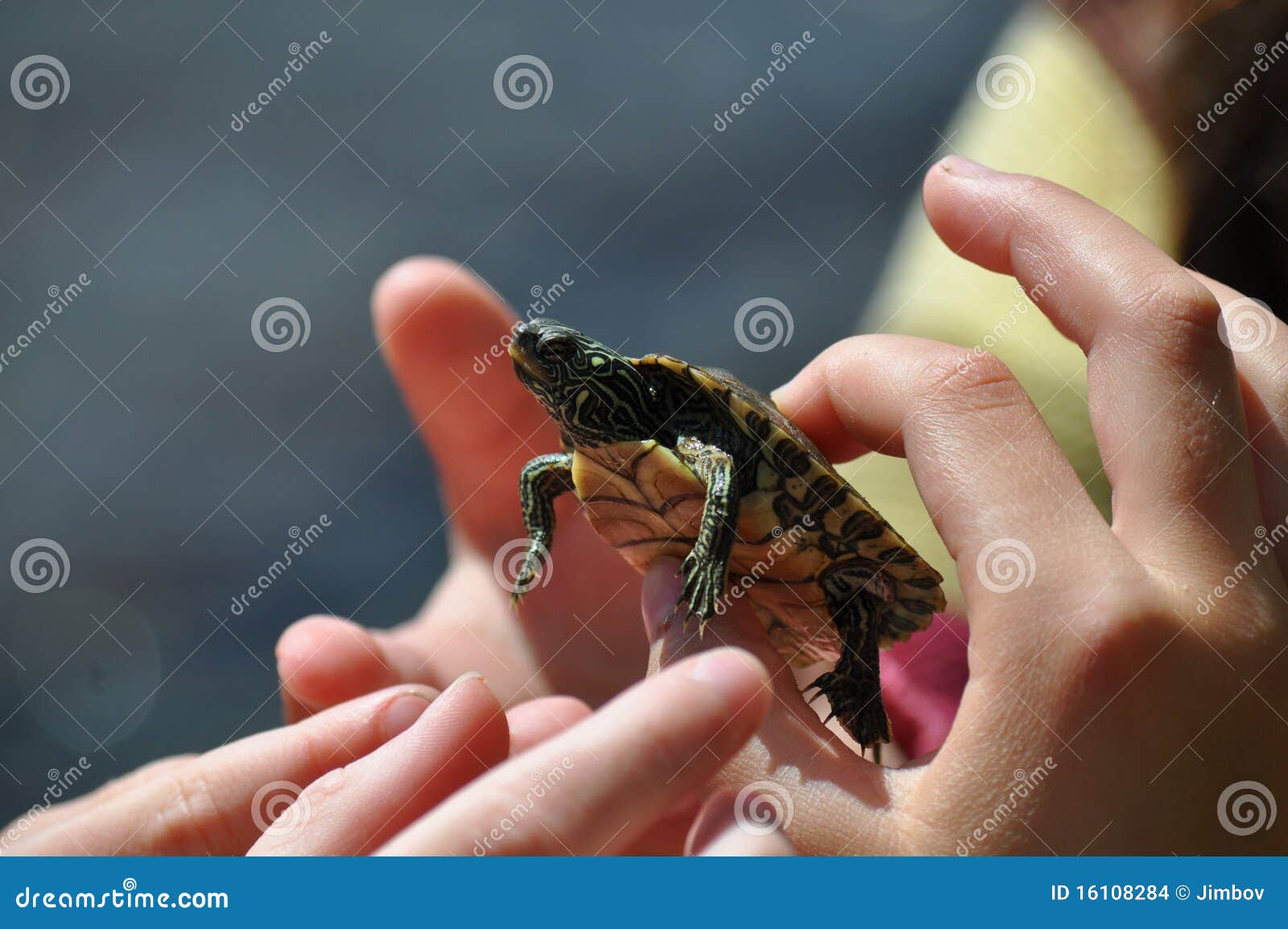 Kids holding a turtle stock photo. Image of closeup, reptile - 16108284