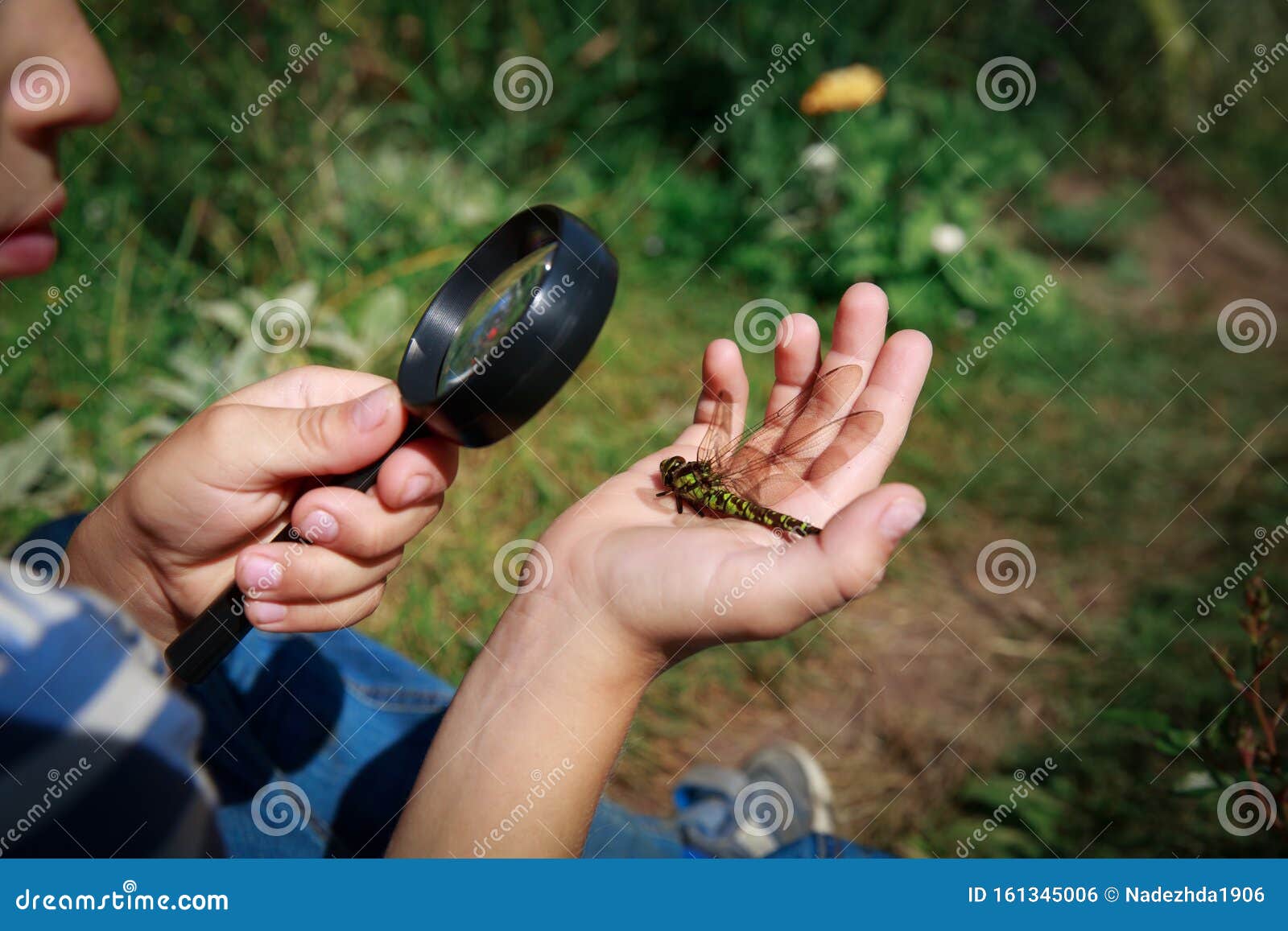 Kids Learning - Little Boy Exploring Dragonfly with Magnifying Glass ...