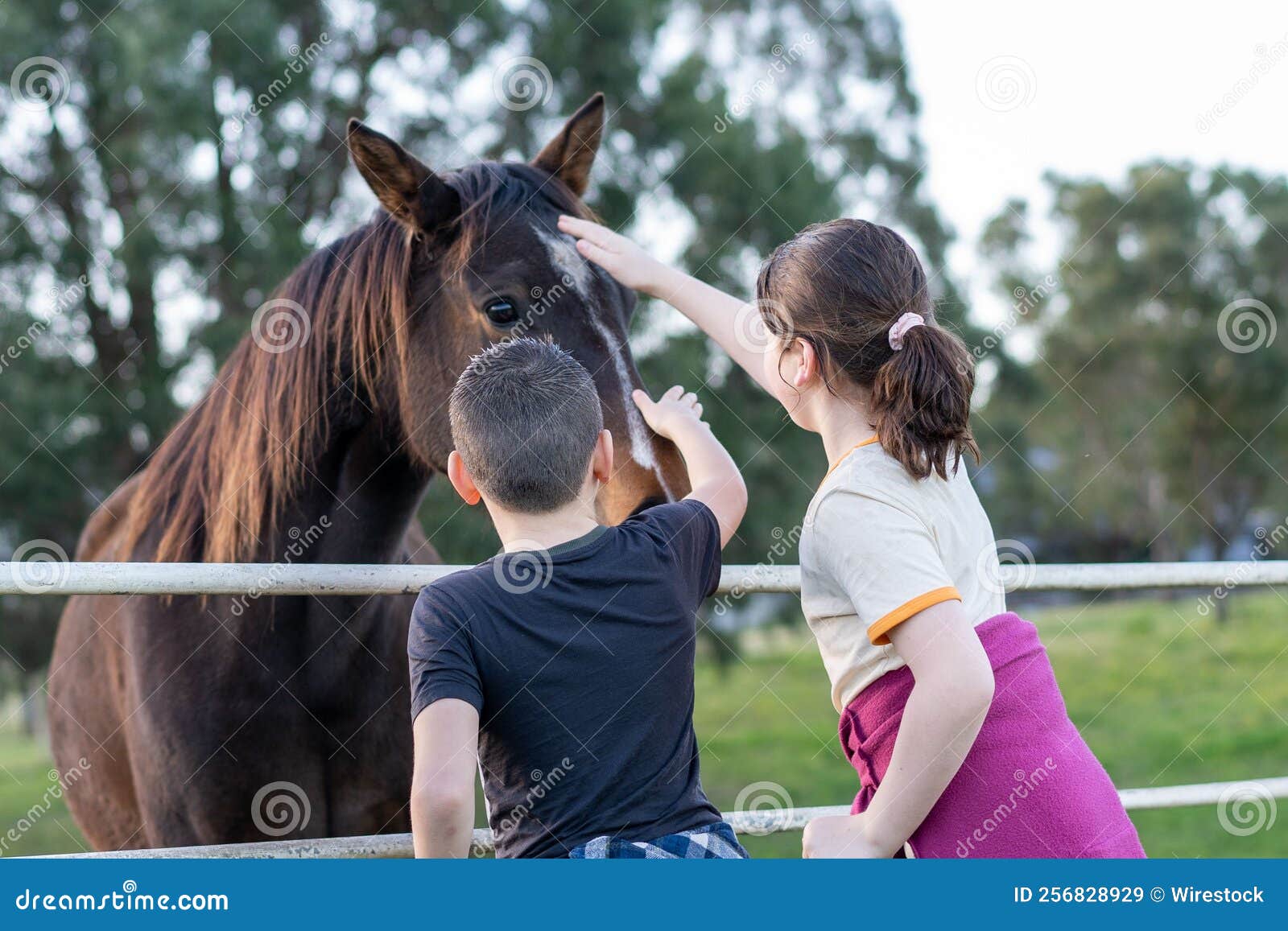 Kids Patting a Friendly Horse in Horse Paddock Stock Image - Image of ...