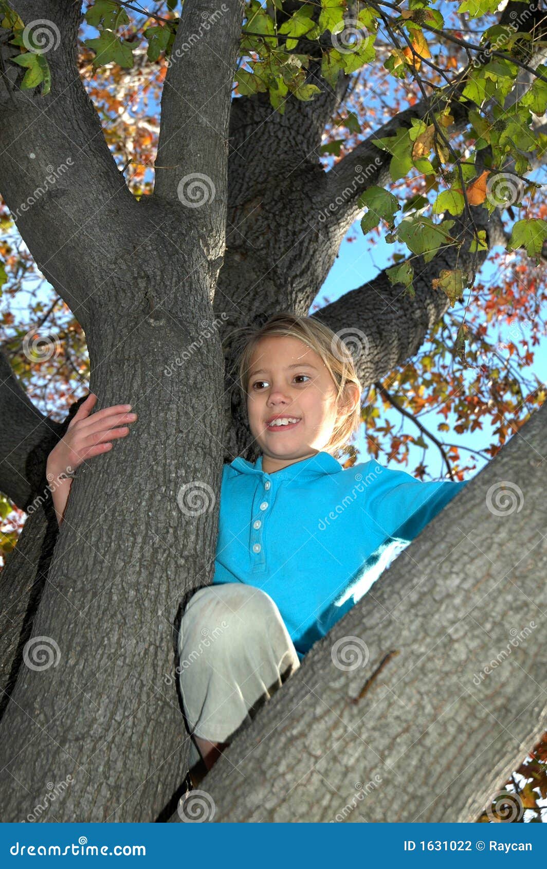 Kids in Trees stock photo. Image of investment, care, climb - 1631022