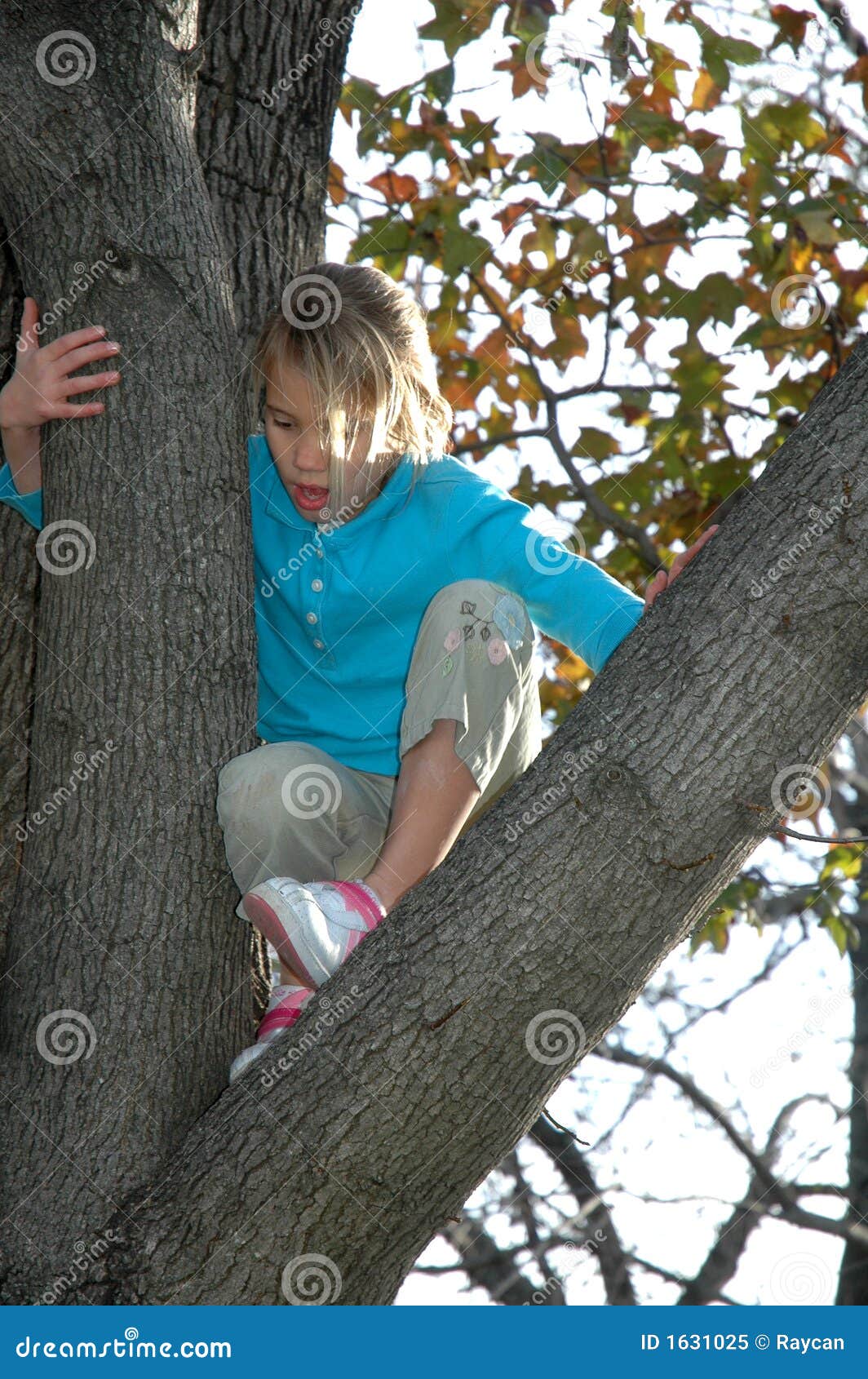 Kids in Trees stock image. Image of grass, environment - 1631025