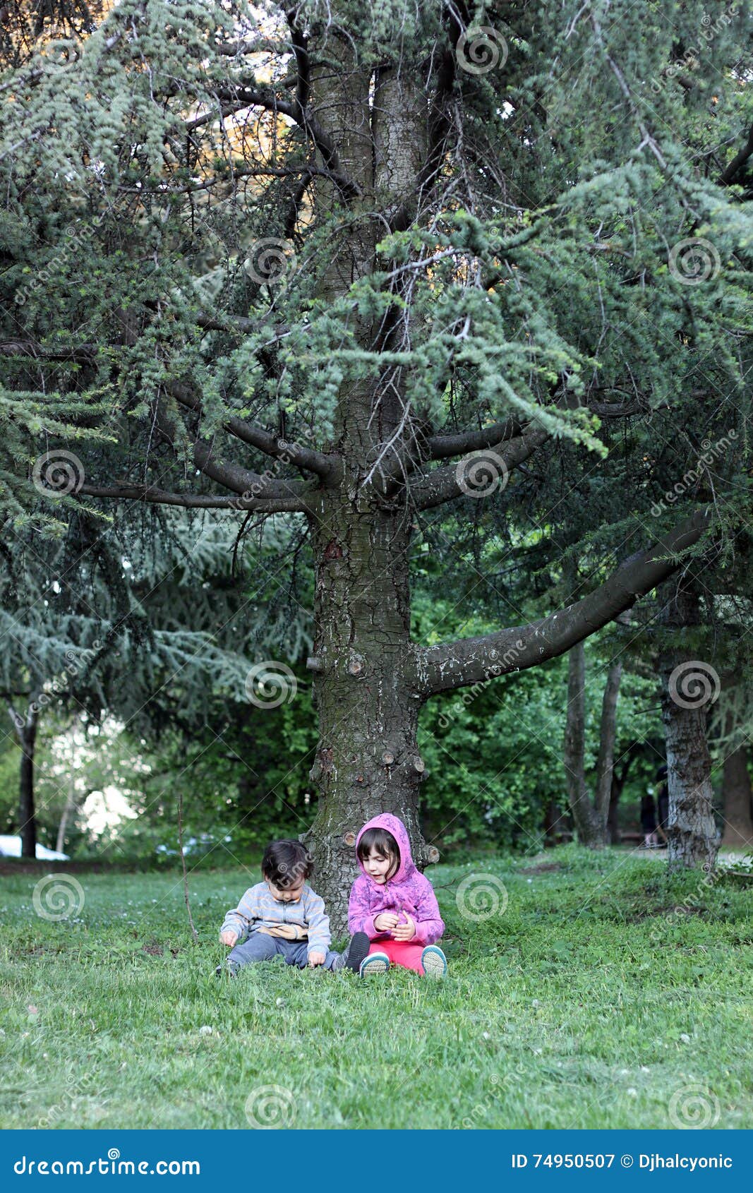 Kids under pine tree stock image. Image of girl, green - 74950507