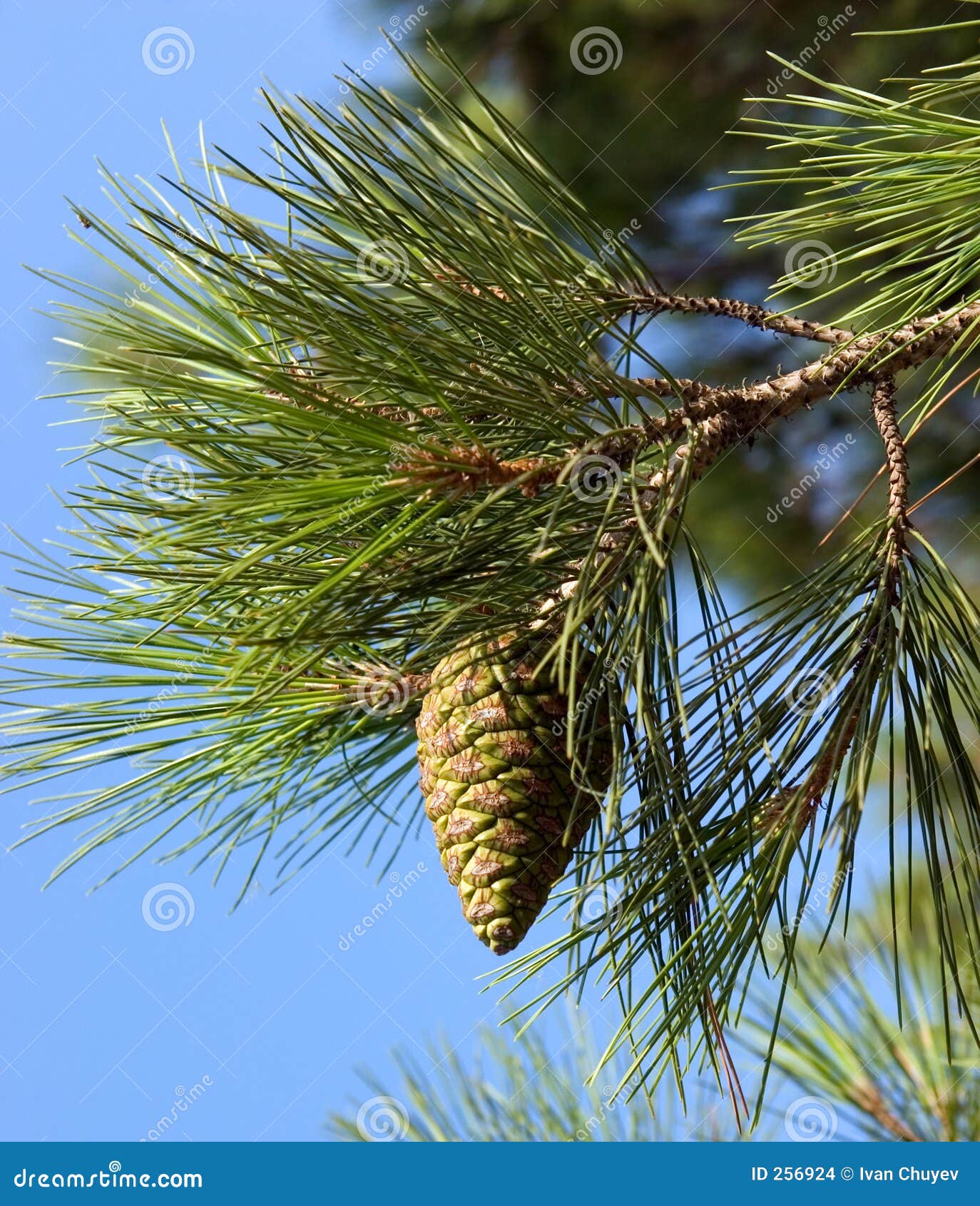 Kiefer-Baum Zweig stockfoto. Bild von partei, busch, baum - 256924