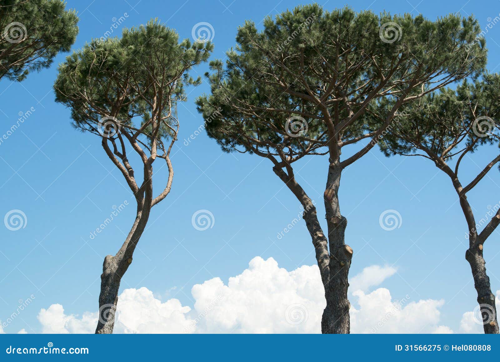 Kiefern stockbild. Bild von baumwipfel, sonnig, baum - 31566275