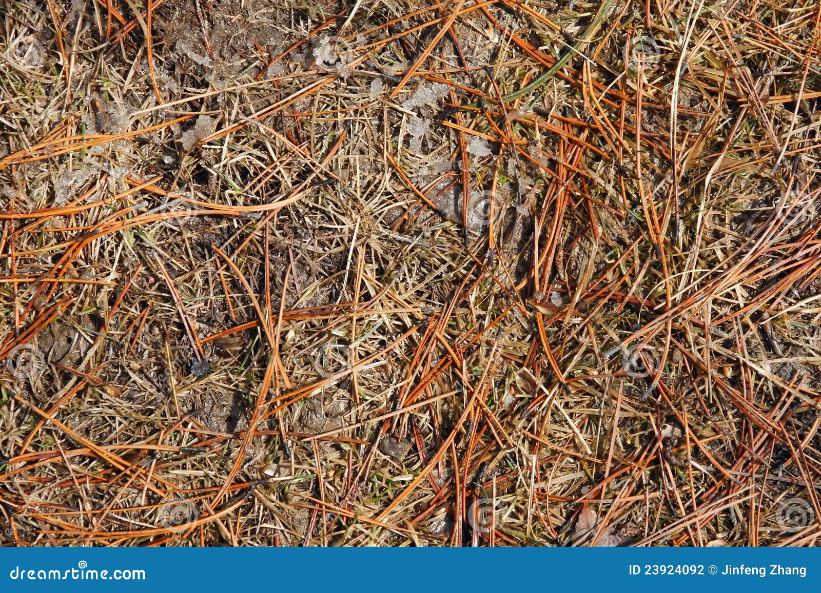 Kiefernadel stockfoto. Bild von frech, fallen, blätter - 23924092