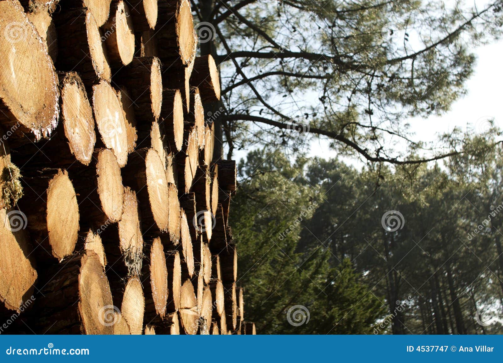 Kiefernholz stockbild. Bild von umgebung, rinde, nave - 4537747