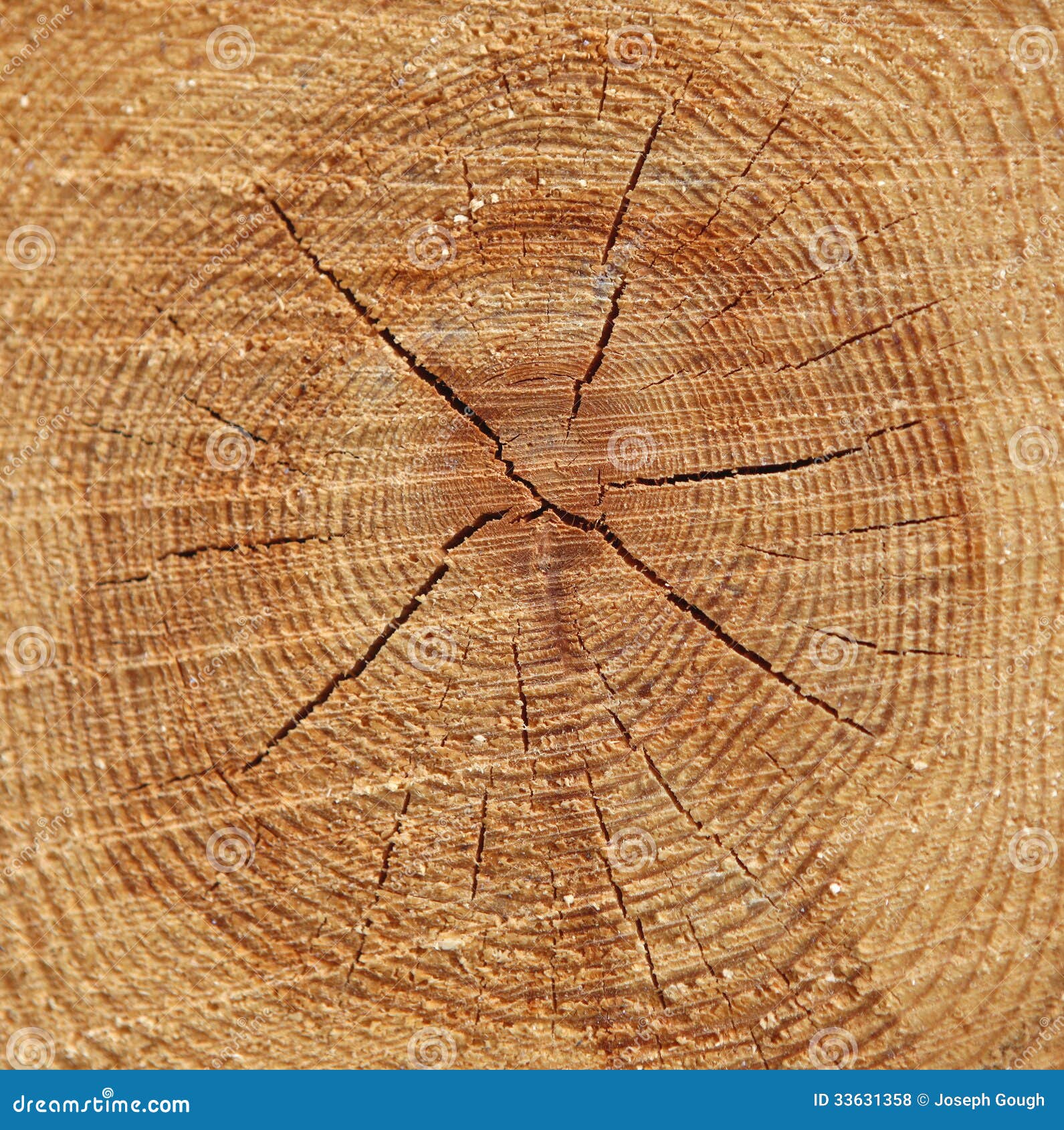 Kiefernholz-Baum-Ring-Hintergrund Stockfoto - Bild von ringe ...