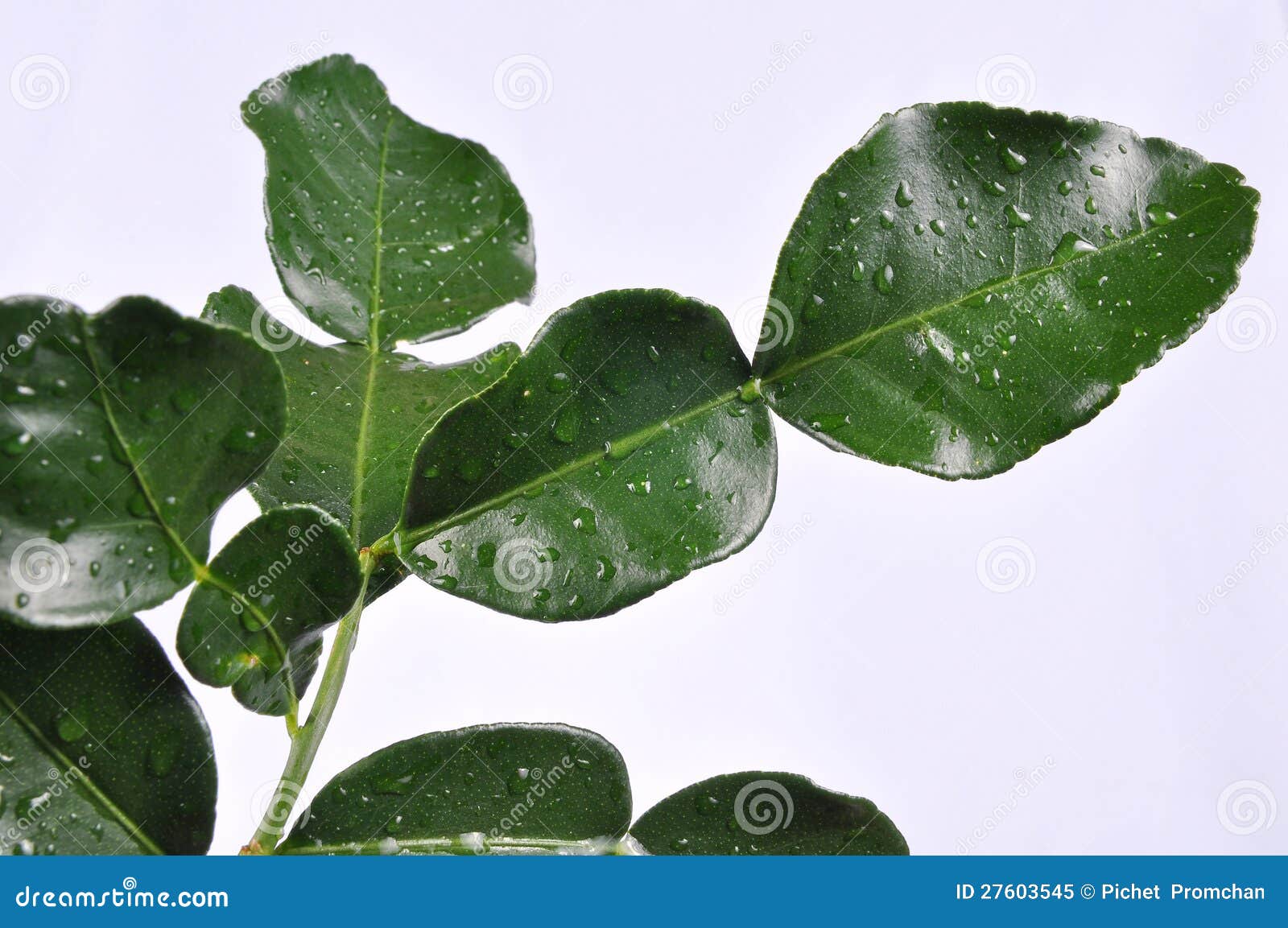 Kieffer stock image. Image of lime, green, leaf, kieffer - 27603545