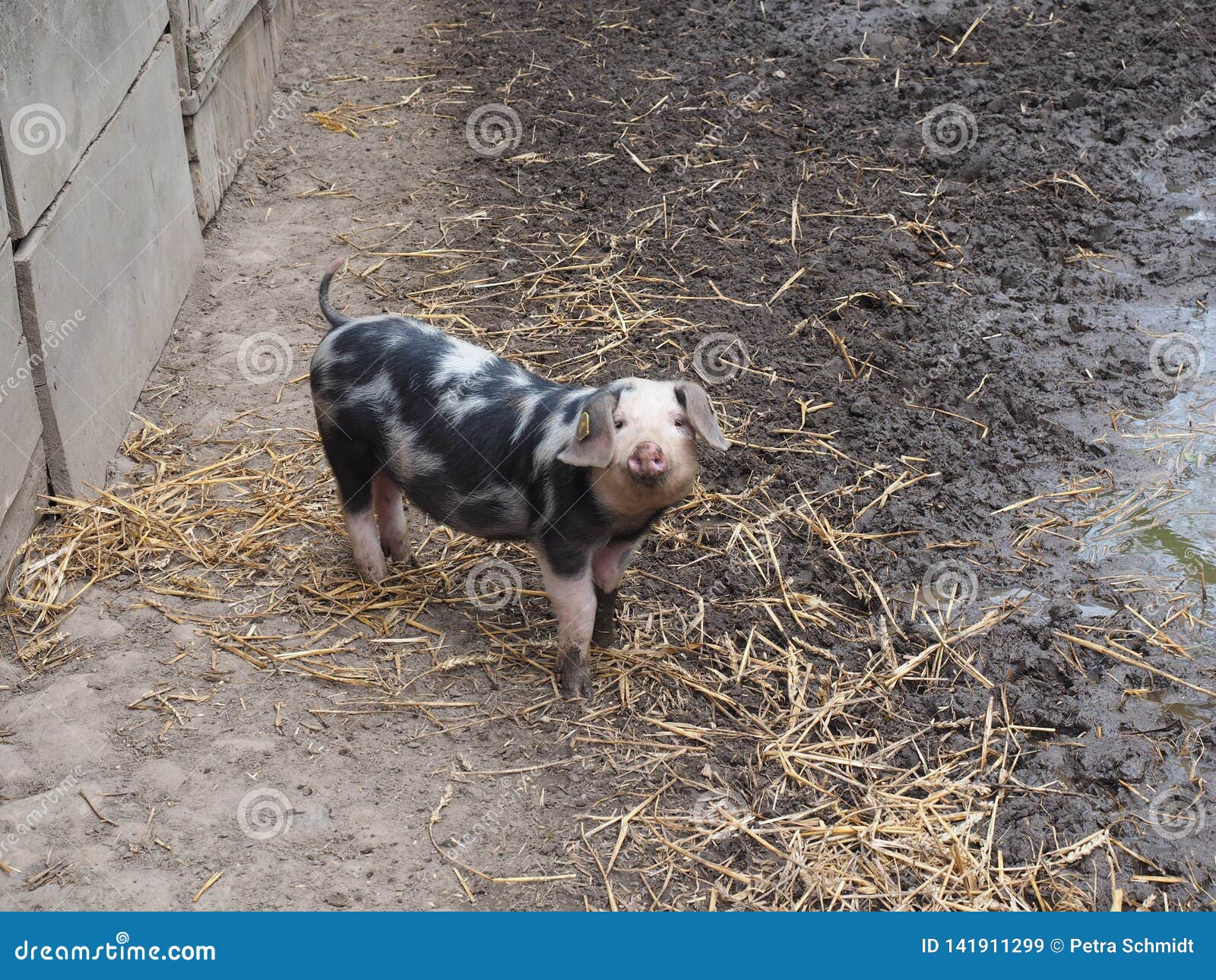 Pig in sty stock image. Image of pork, face, domestic - 141911299