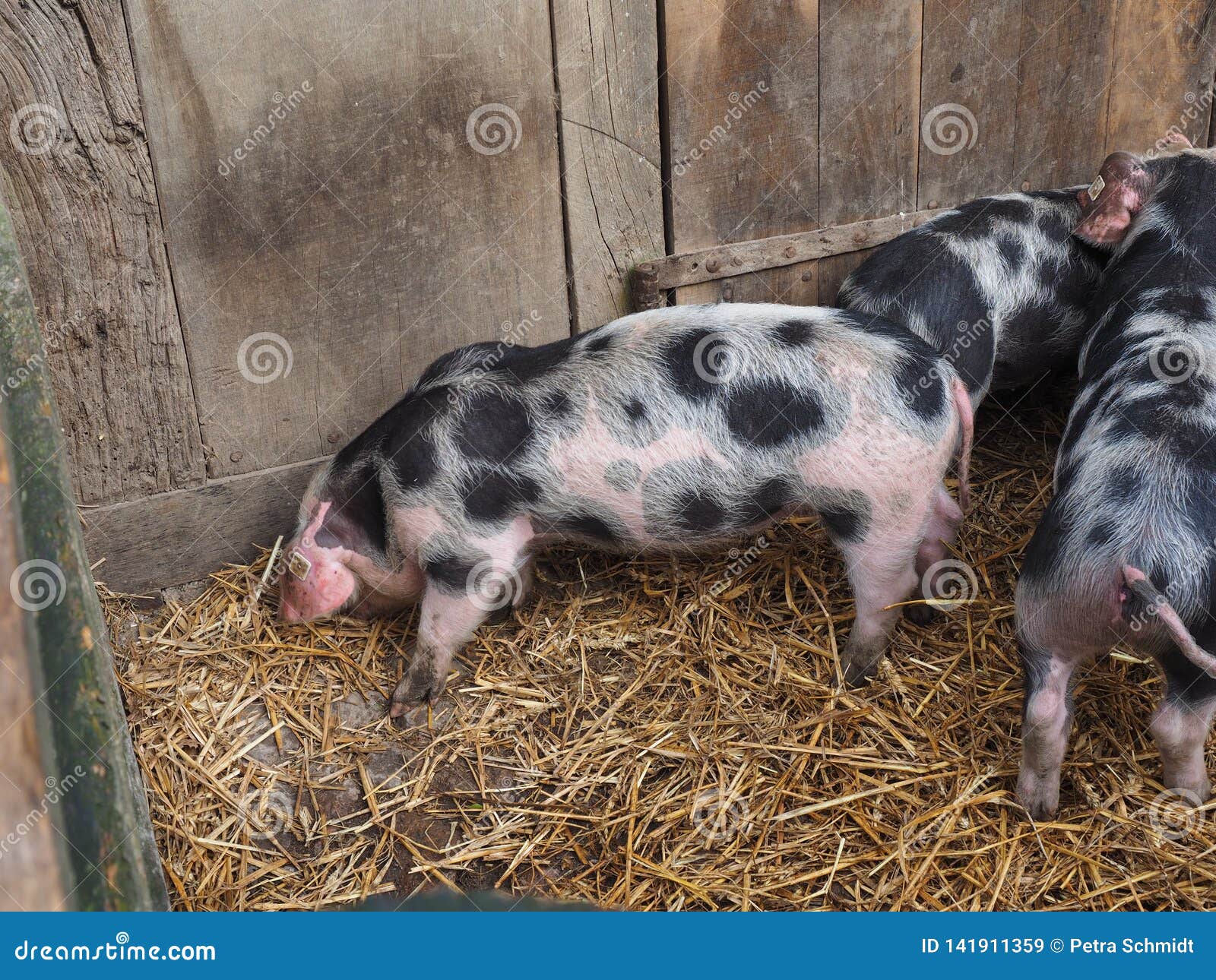 Bunte Bentheimer, German Pigs Stock Image - Image of farm, pigs: 141911359