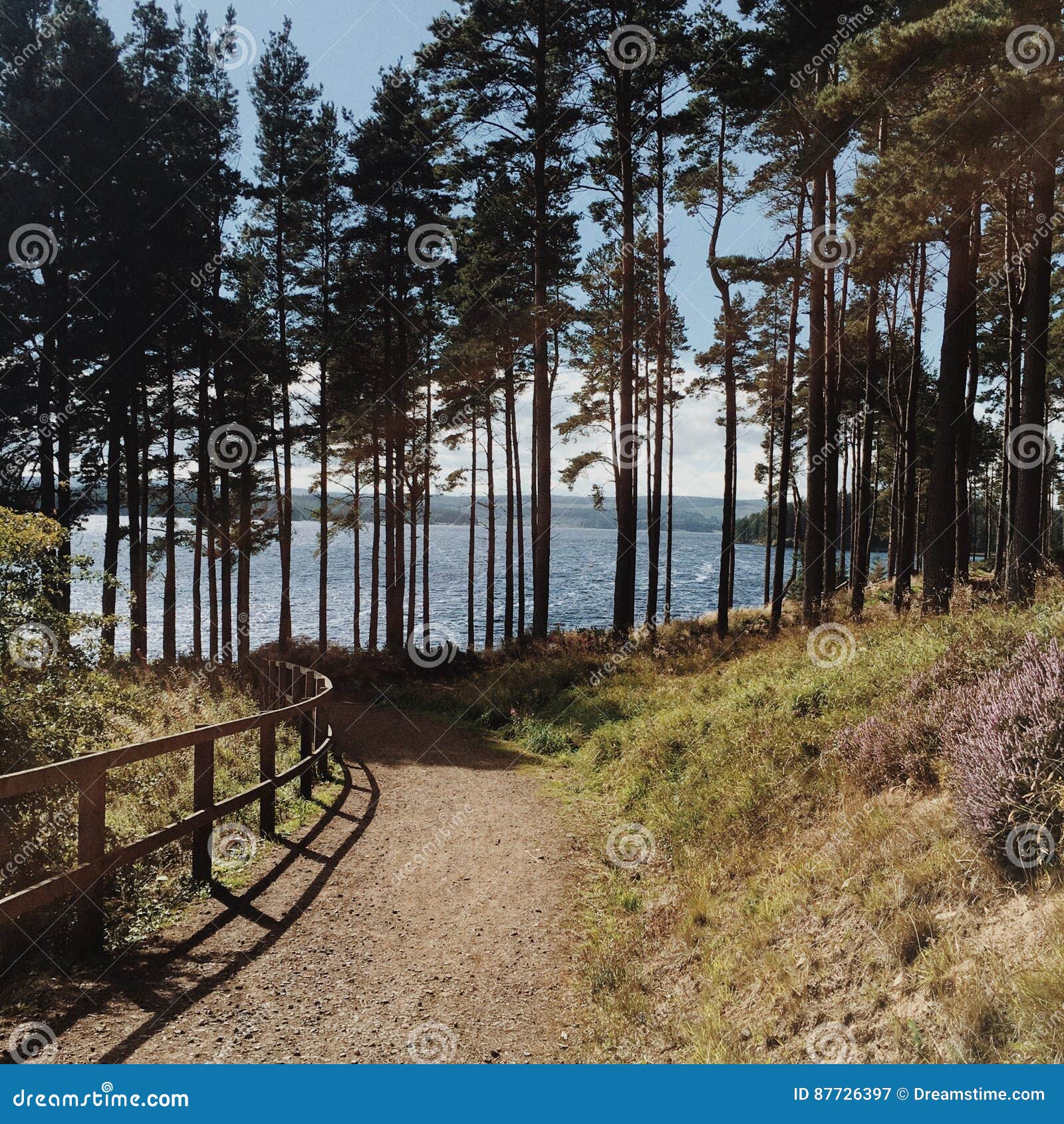 Kielder Water stock image. Image of plant, kielder, wood - 87726397