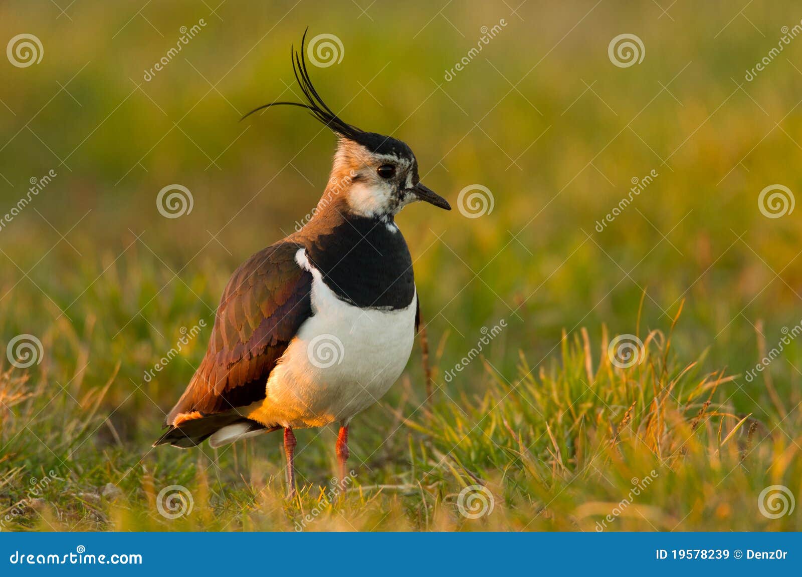 Kievit stock afbeelding. Image of zonlicht, vogel, dier - 19578239