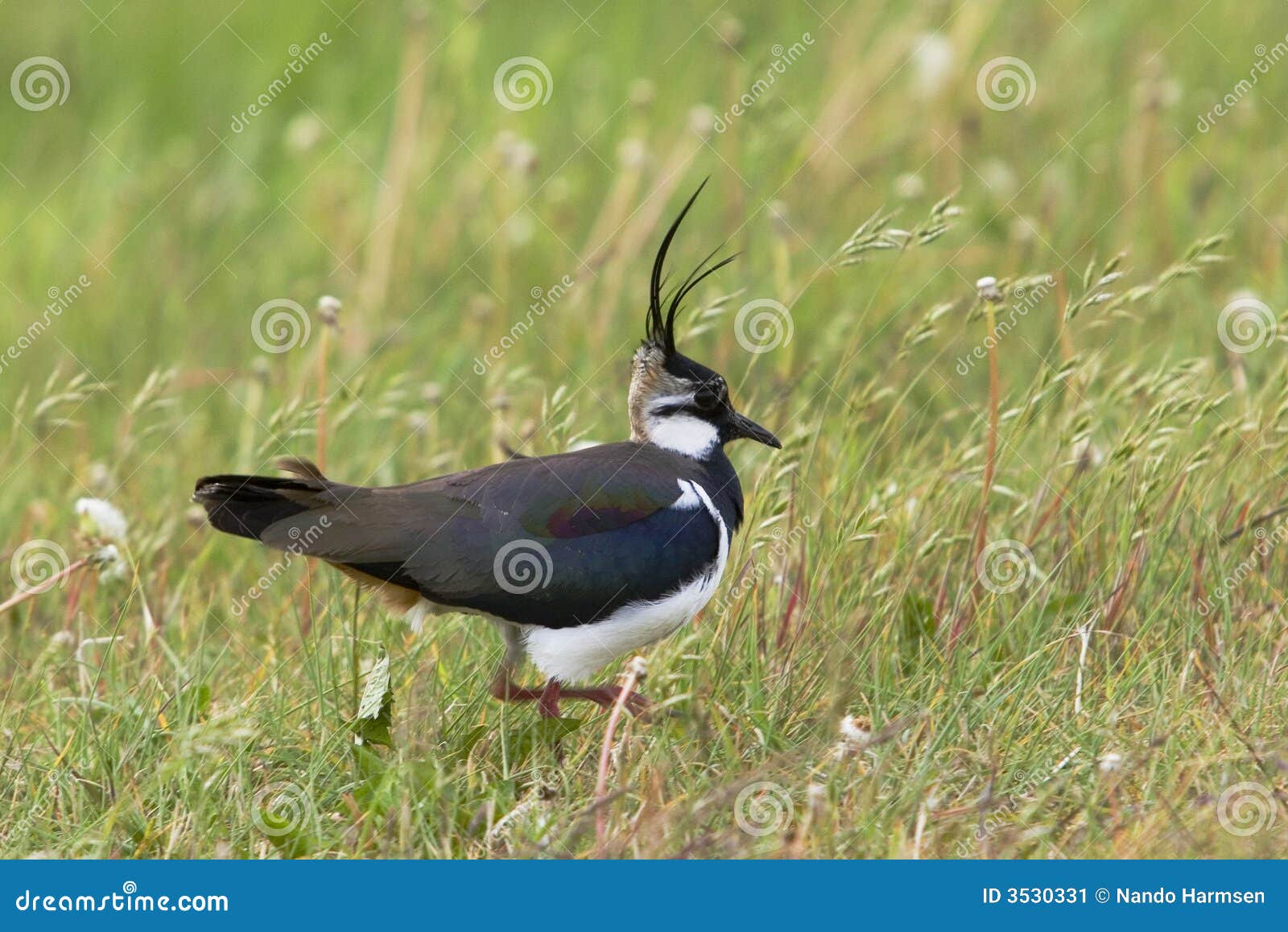 Kievit stock afbeelding. Image of dieren, dier, kieviten - 3530331