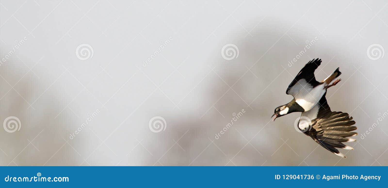 Lapwing Display Flight Photos - Free & Royalty-Free Stock Photos from ...