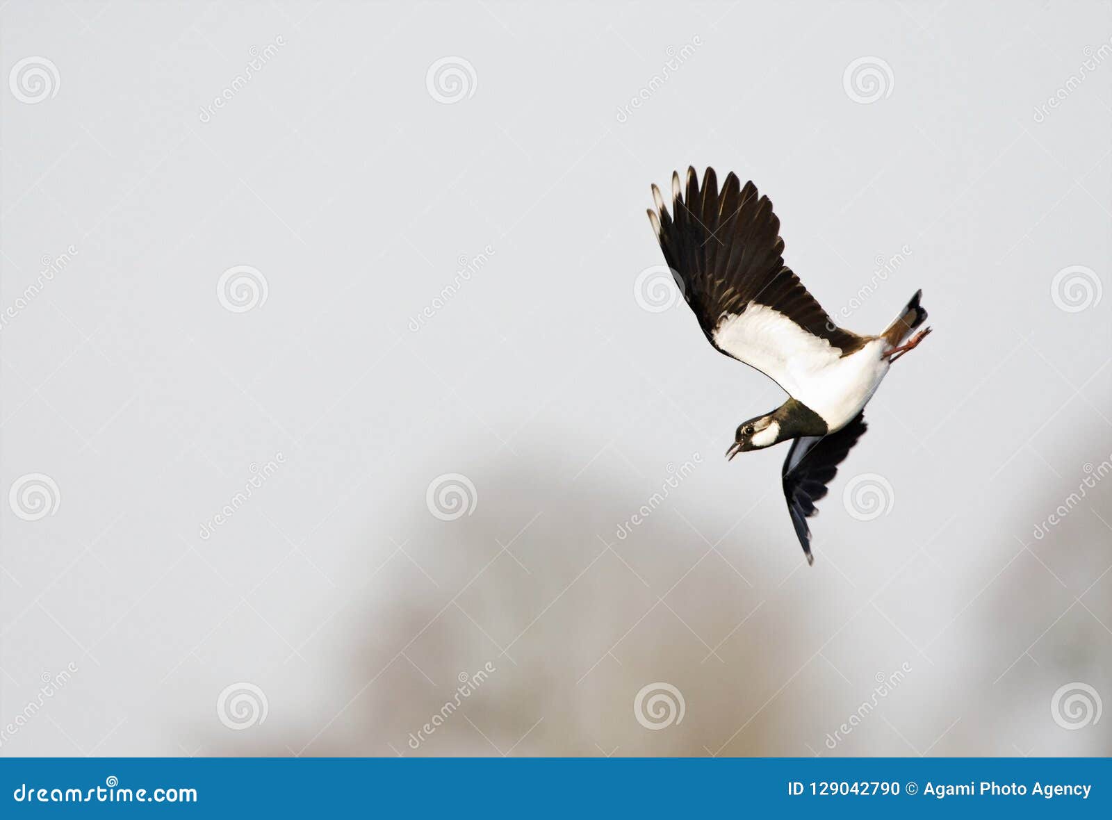 Lapwing Display Flight Stock Photos - Free & Royalty-Free Stock Photos ...
