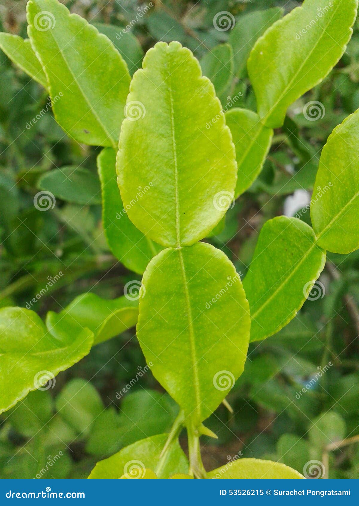 Kaffir lime leaves stock image. Image of leaves, natural - 53526215