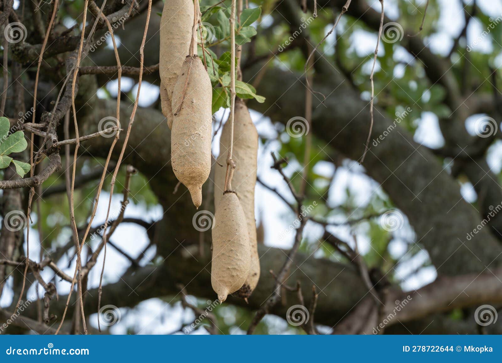 Kigelia, Also Known As a Sausage Tree. Very Poisonous Fruit Grows and ...