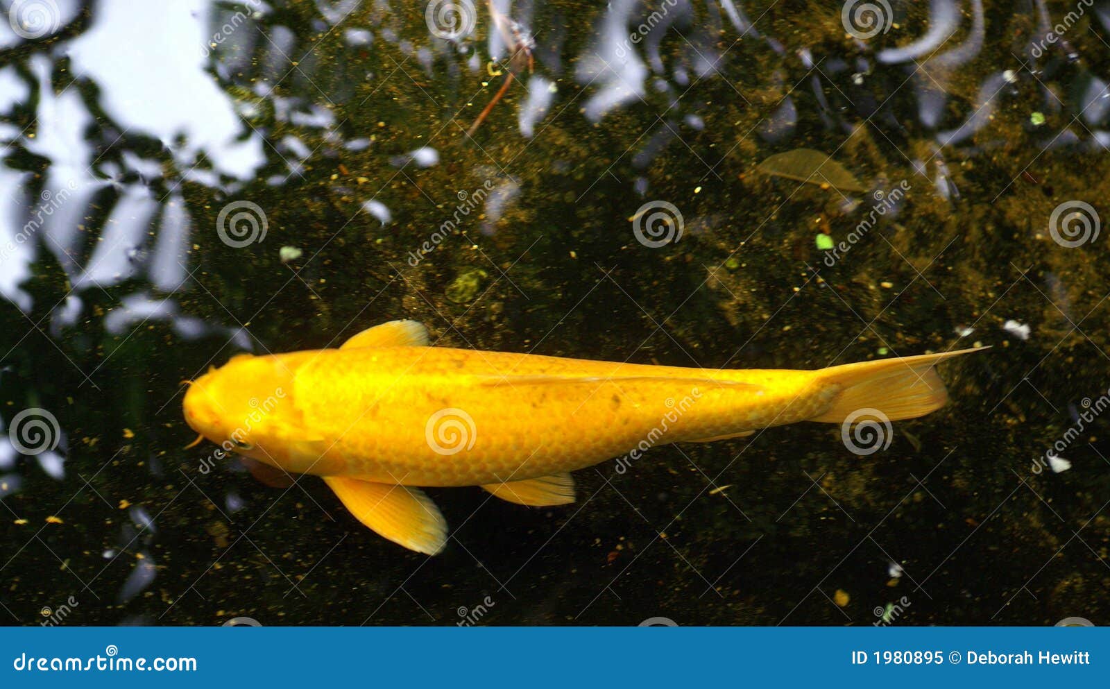 Kigoi - Yellow Koi stock image. Image of color, kigoi - 1980895