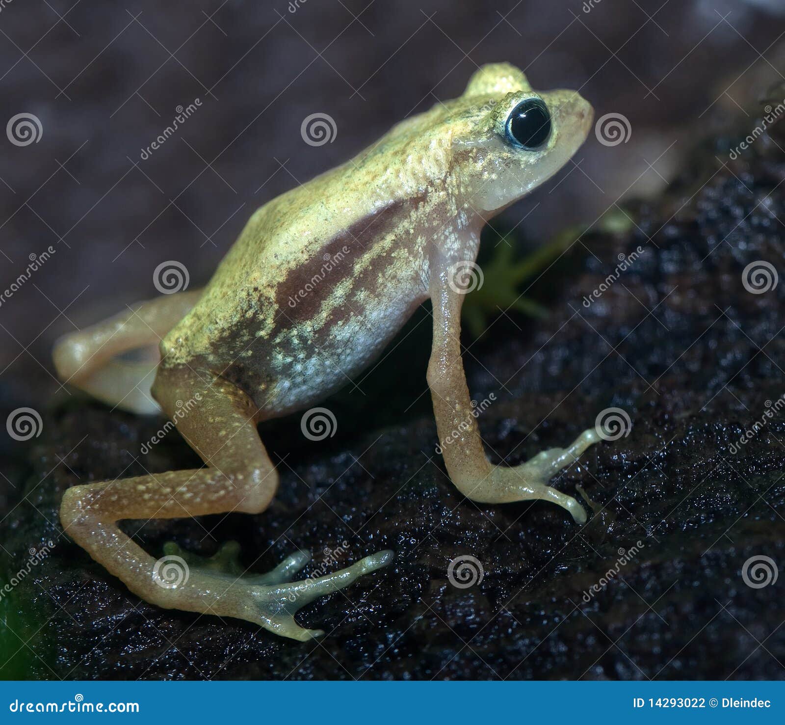 Kihansi Spray Toad stock photo. Image of small, kihansi - 14293022