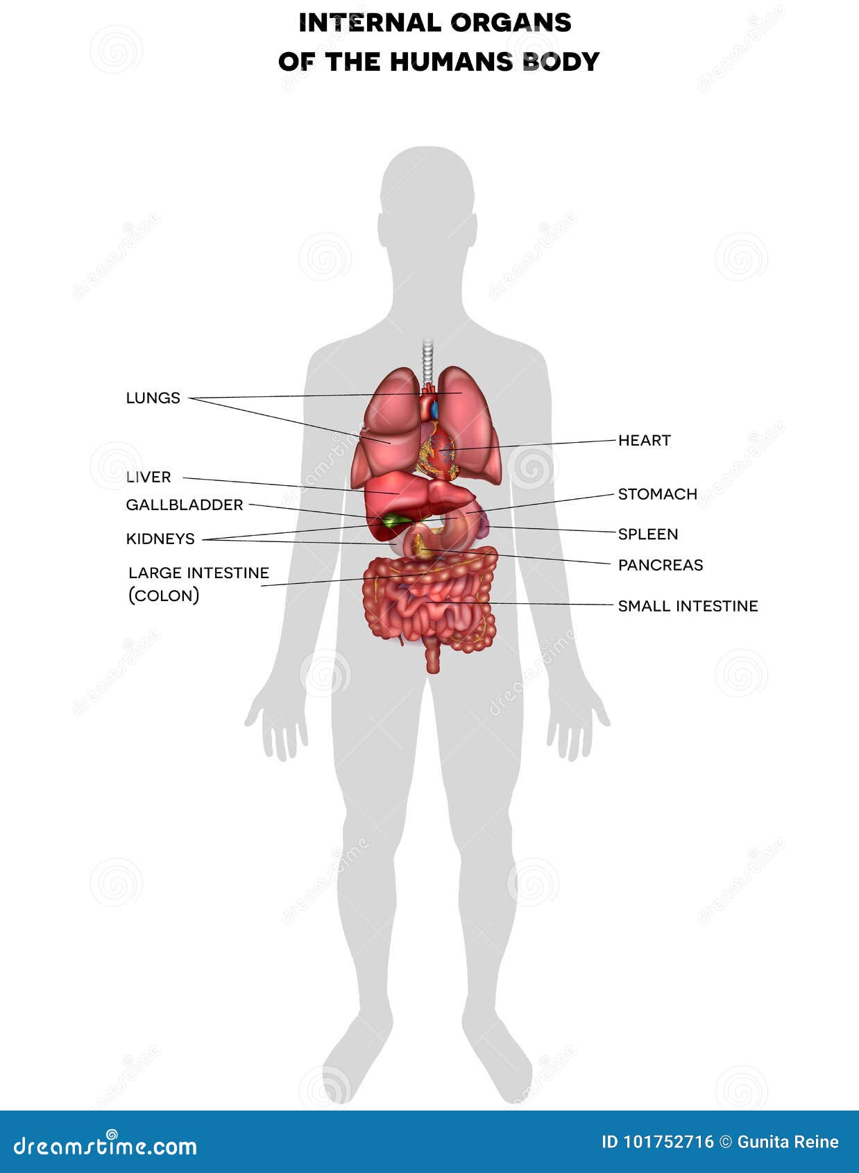 Delen Van Het Menselijk Lichaam Foto's Perifeer Zenuwstelsel