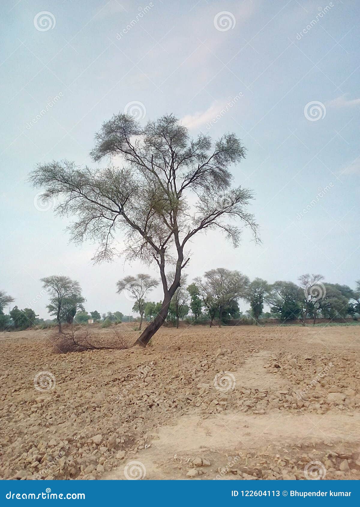 Kikar stock image. Image of western, kikar, build, indian - 122604113