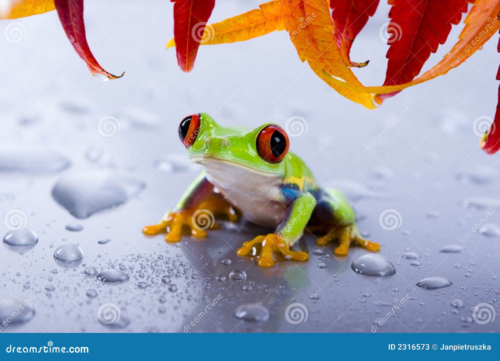 Kikker stock afbeelding. Image of ogen, rood, piepgeluid - 2316573