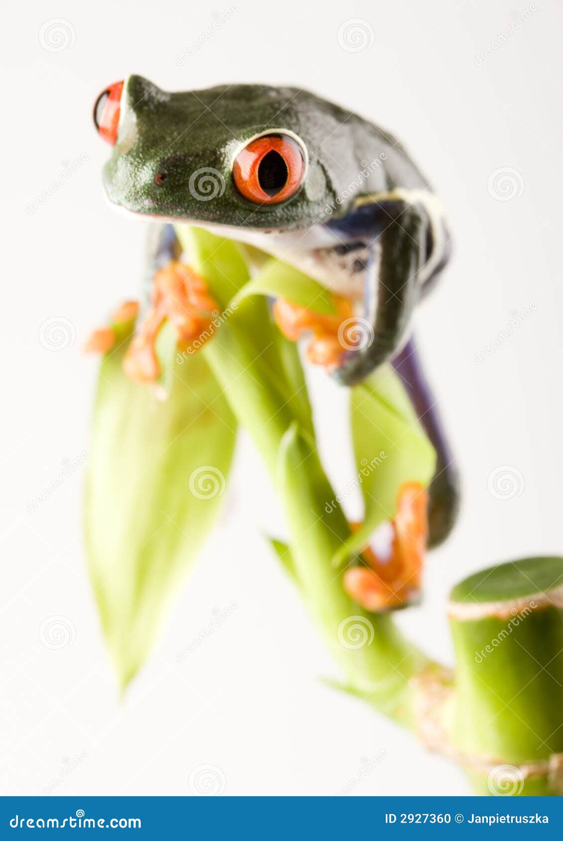 Kikker stock foto. Image of rood, fauna, piepgeluid, kikker - 2927360